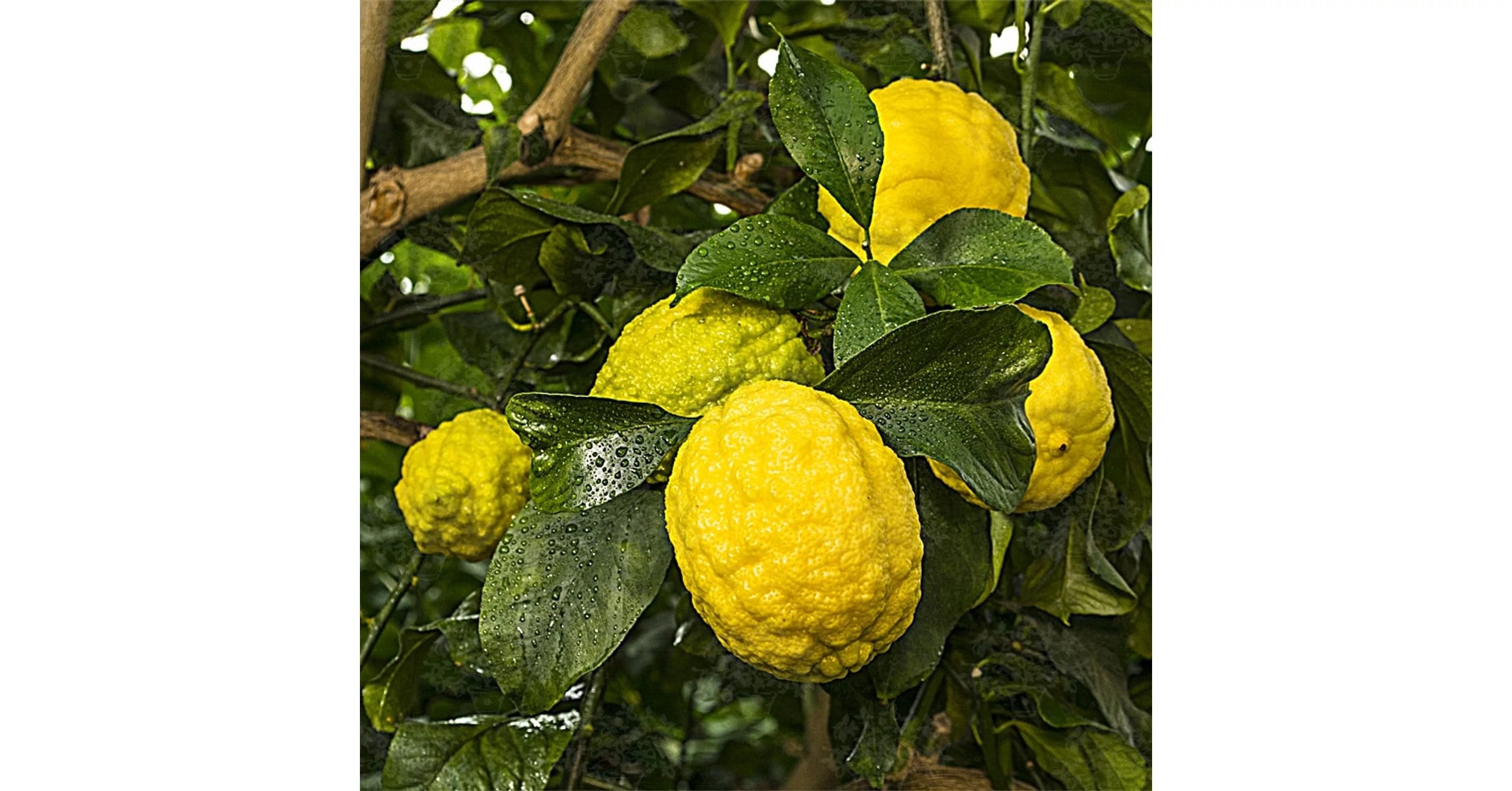 Rugoso, Citromfa eladó | Citrus és Pálma - Kertészet Webshop