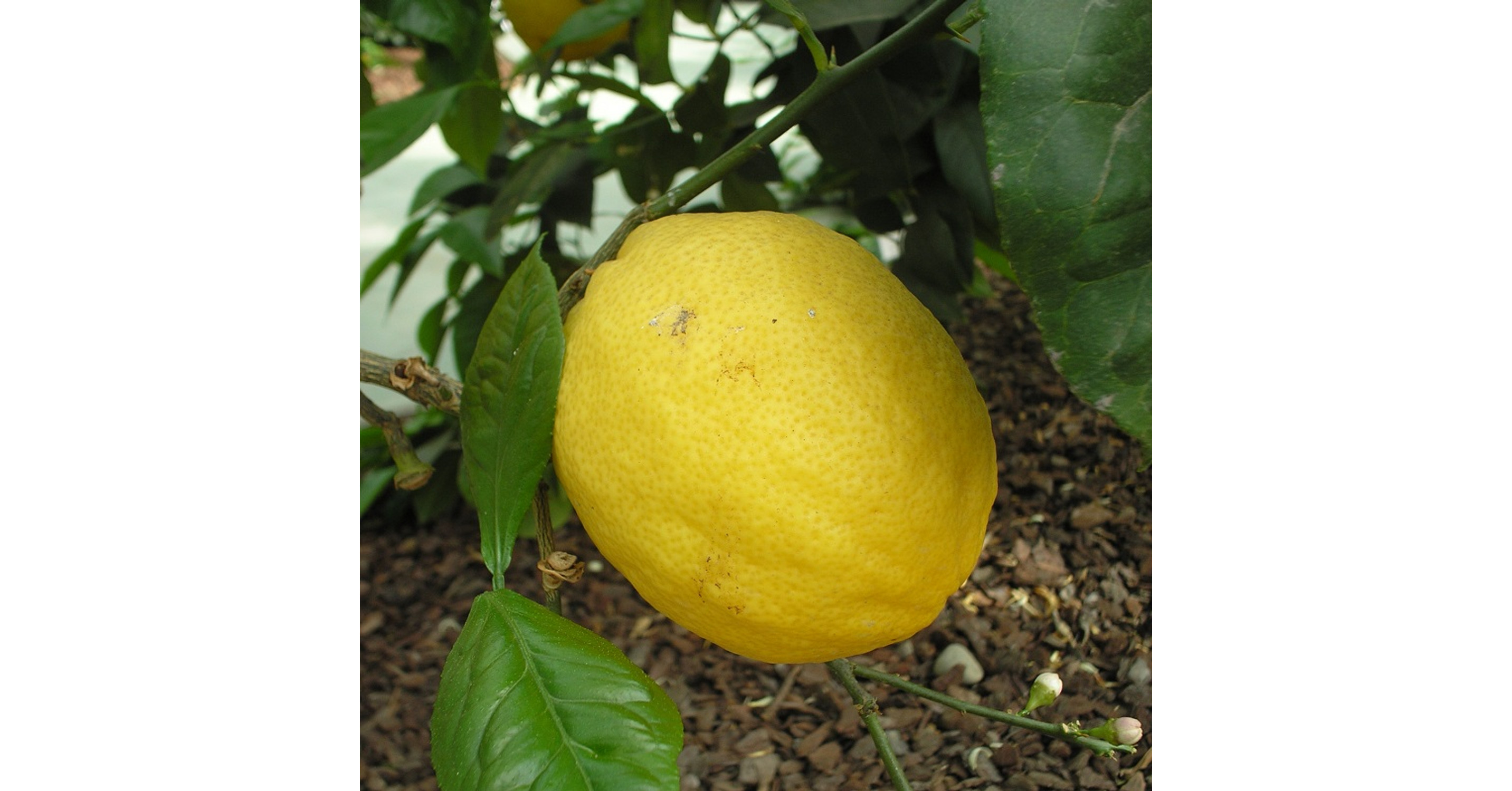 Scob Round, Citromfa eladó | Citrus és Pálma - Kertészet Webshop