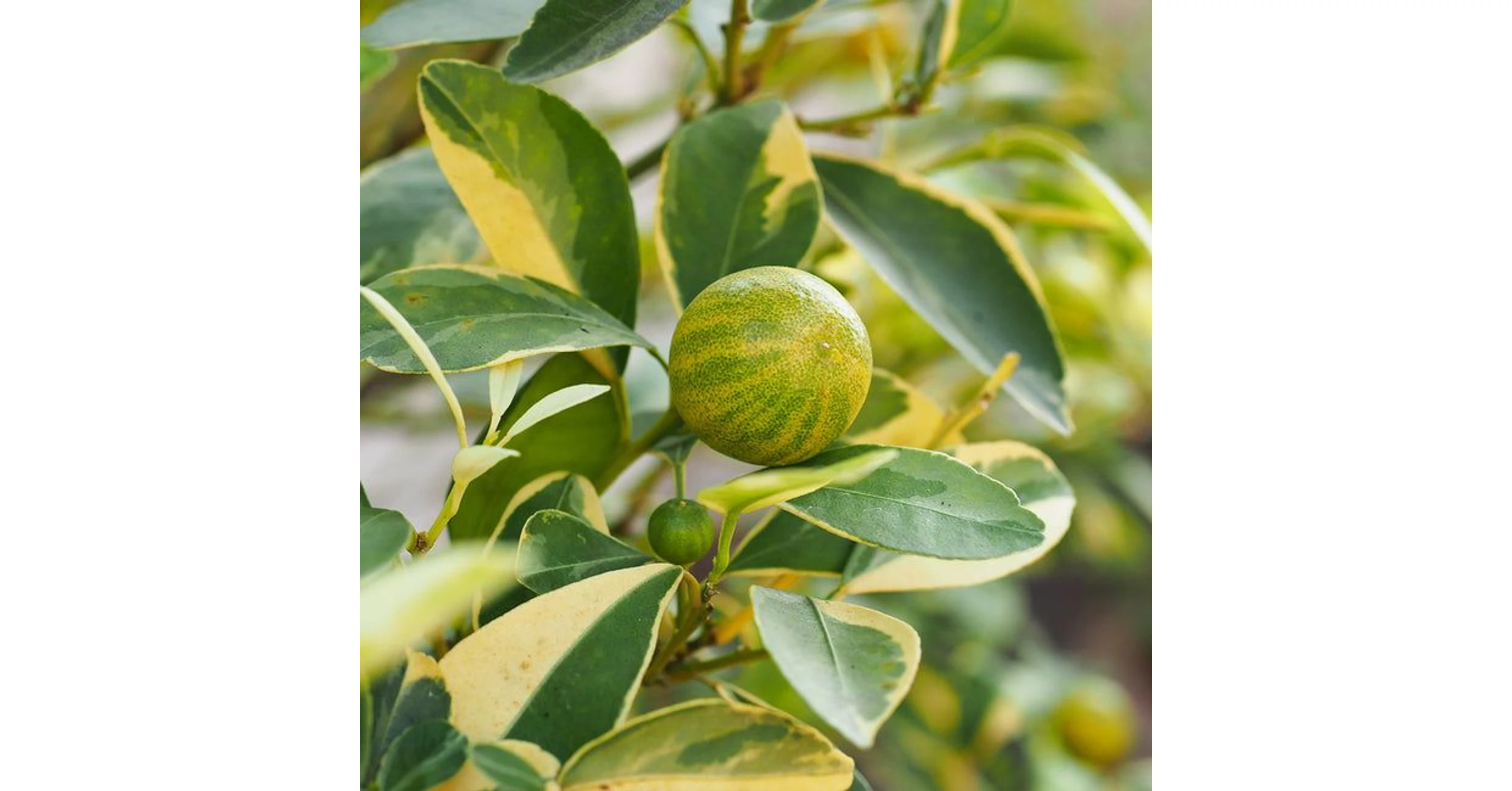 Variegata, citrónovník na predaj | Citrusy a palmy - Internetový obchod ...