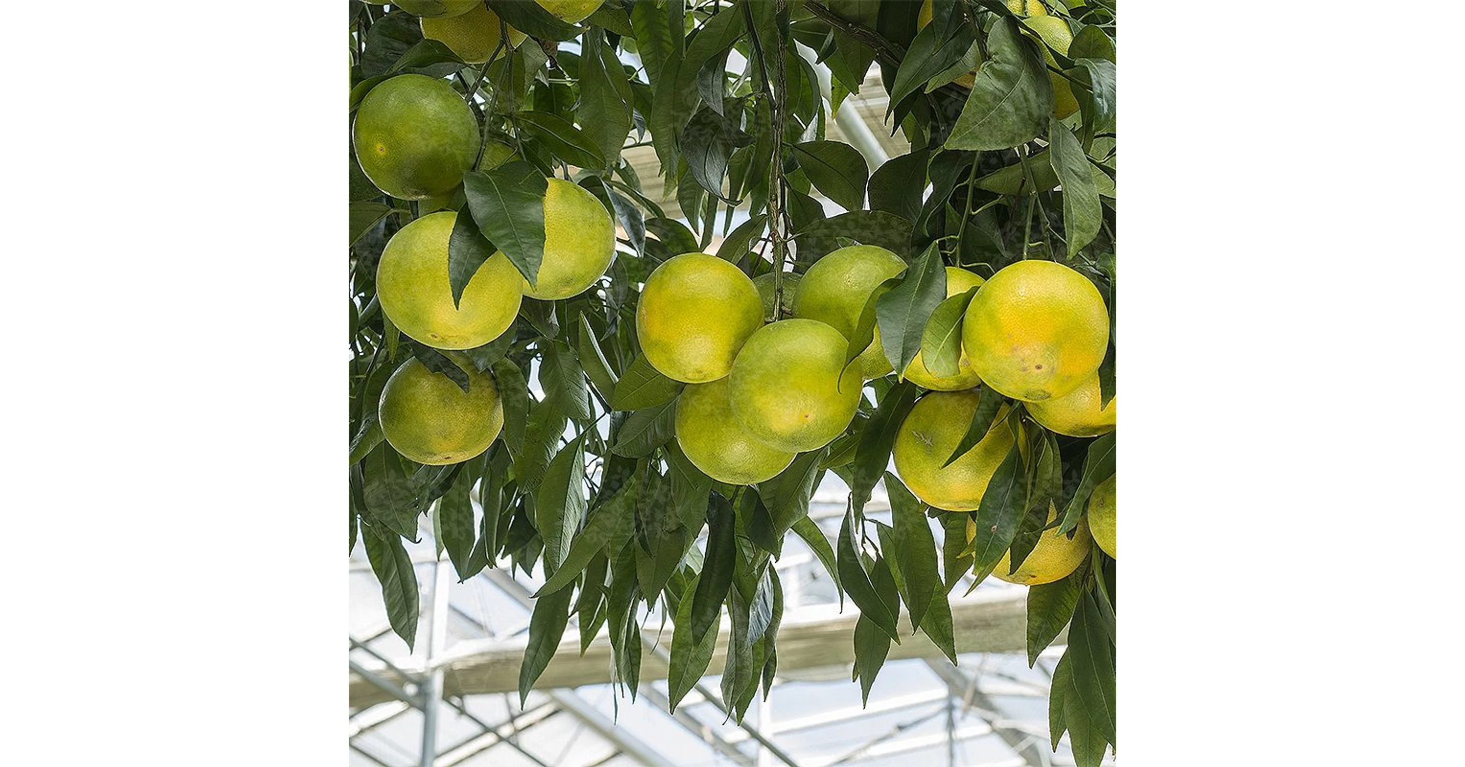 Mapo - grapefruitový mandarínkový hybridný strom - kúpiť | Citrusy a ...