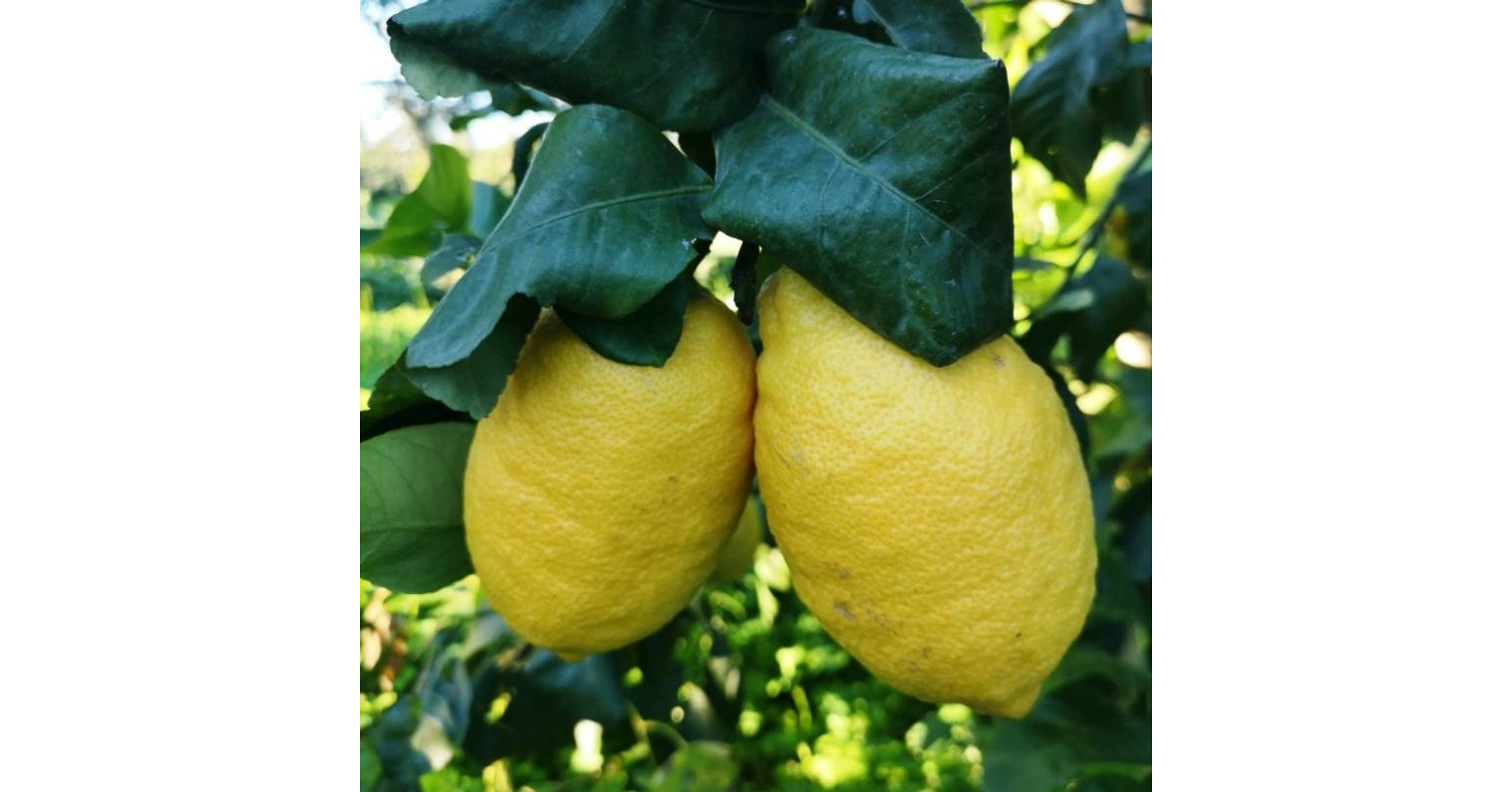 Interdonato, Citromfa | Citrus és Pálma - Kertészet Webshop