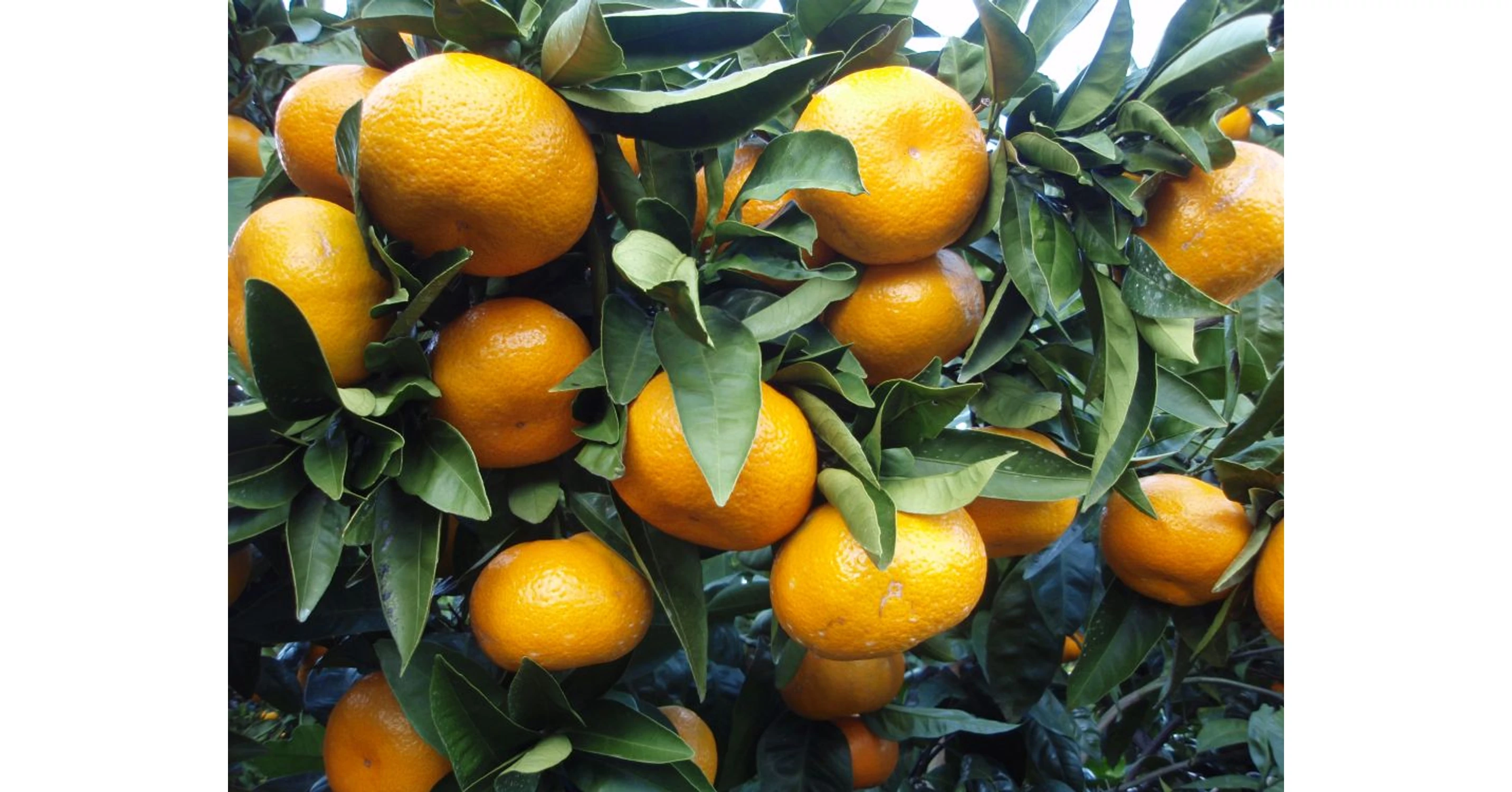 Satsuma, mandarínka na predaj | citrusyapalmy.sk - Stredomorské ...