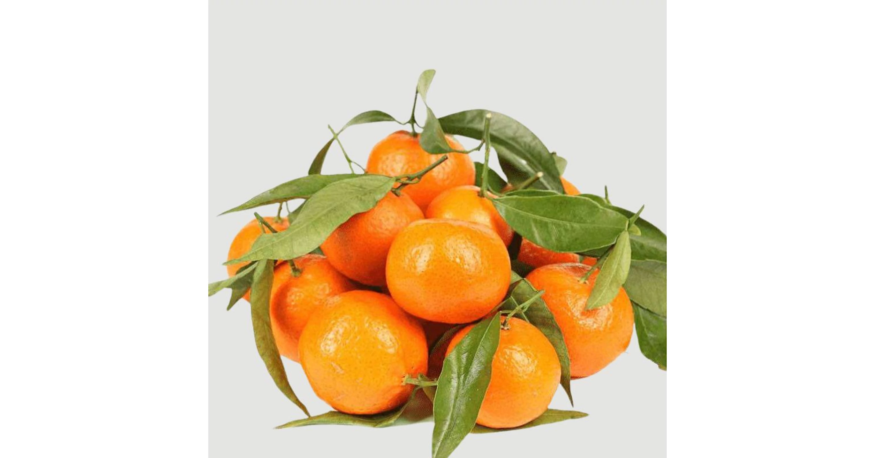 Arena, Mandarinenbaum | Zitrusfrüchte und Palmen - Gartenbau Webshop