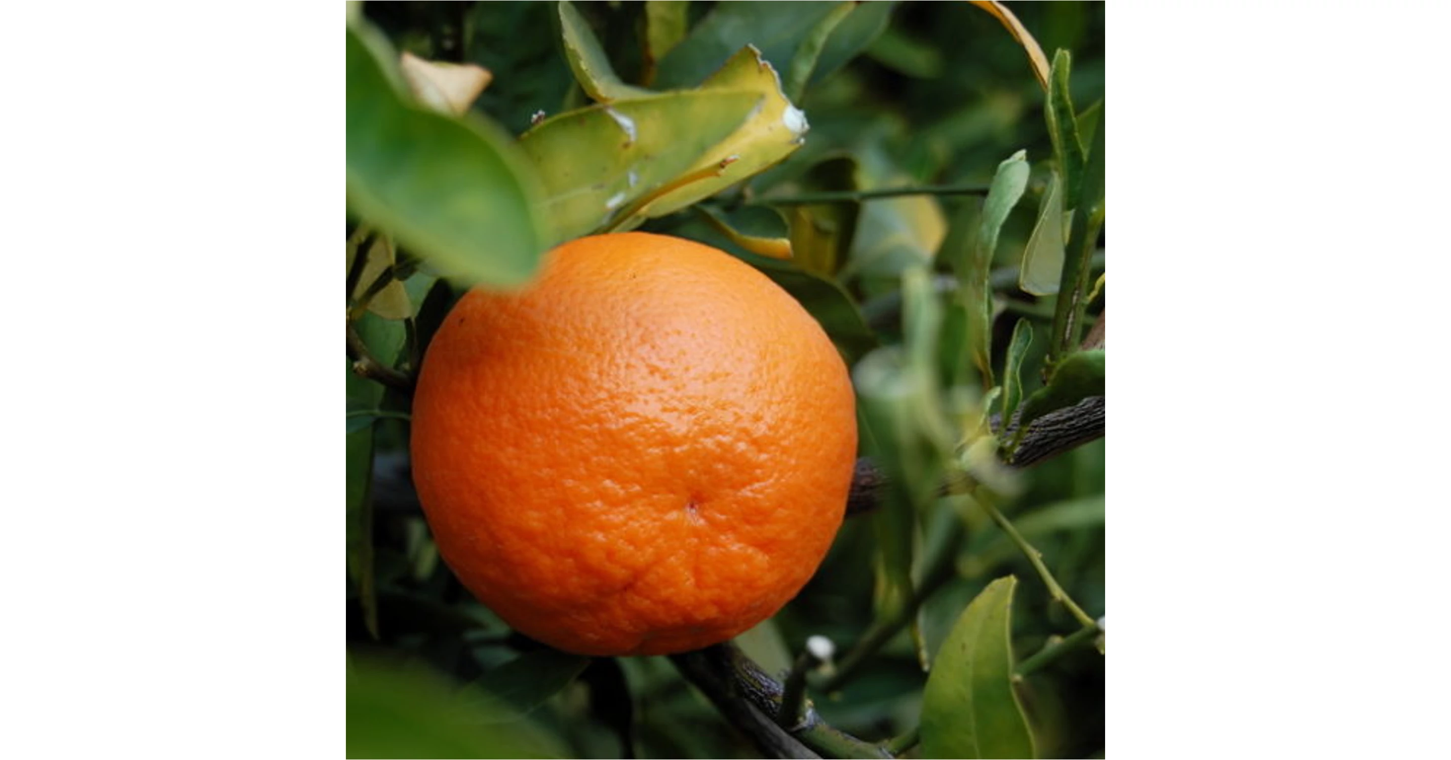 Klementína, mandarínka | Citrusy a palmy - Internetový obchod pre ...