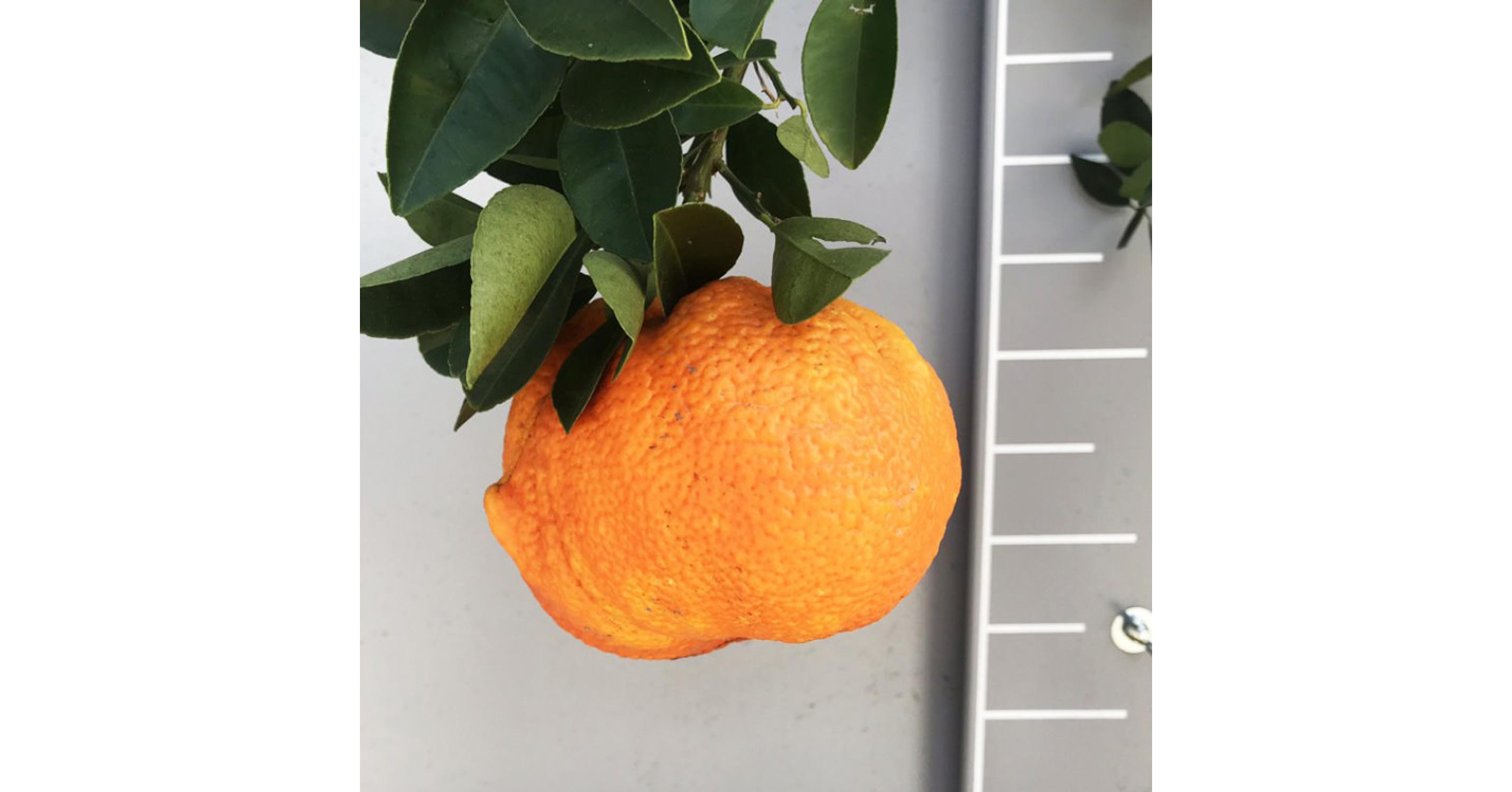 Király Mandarin fa - eladó | Citrus és Pálma - Kertészet Webshop