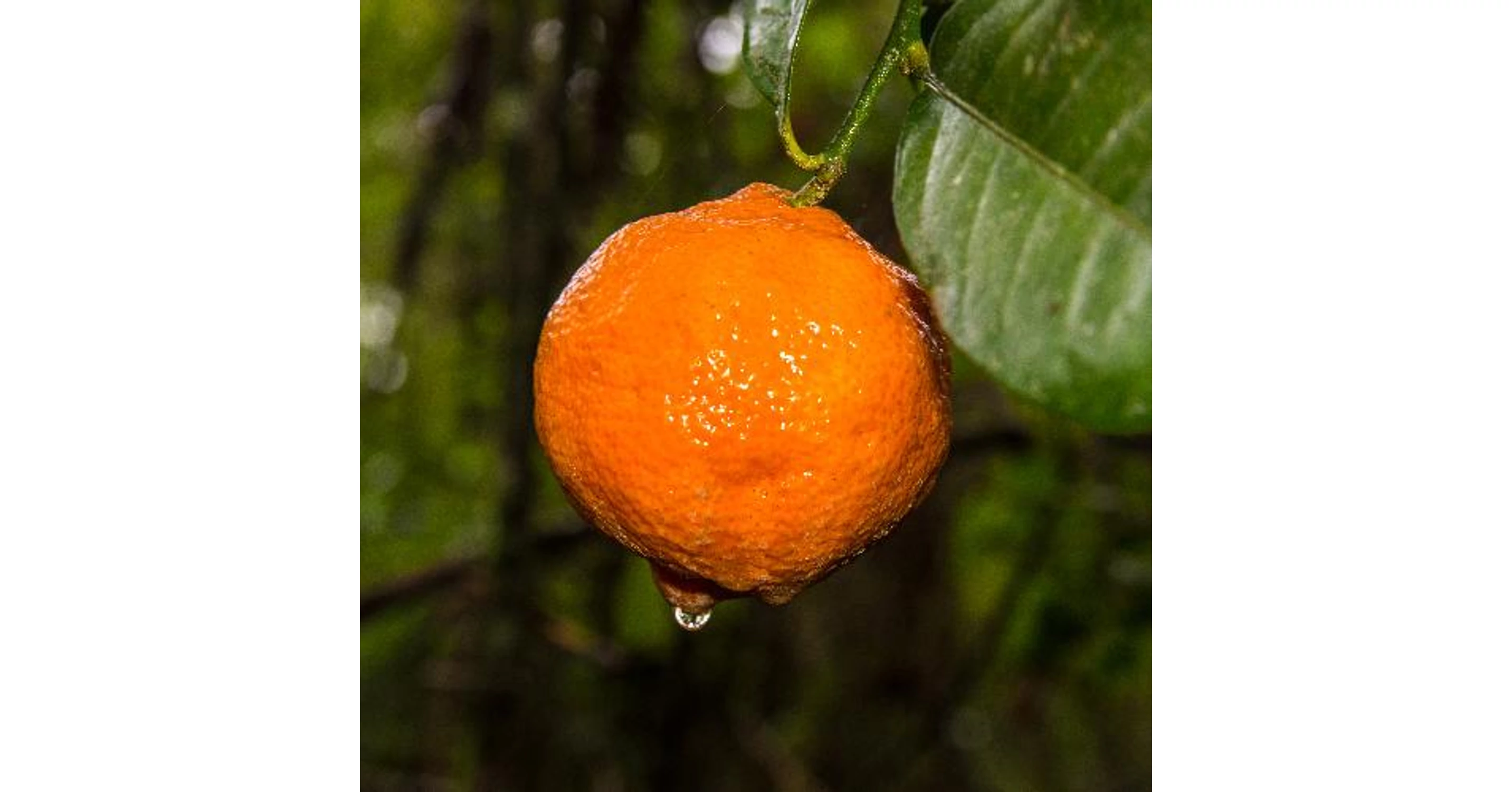 Rangpur , Mandarin fa eladó | Citrus és Pálma - Kertészet Webshop