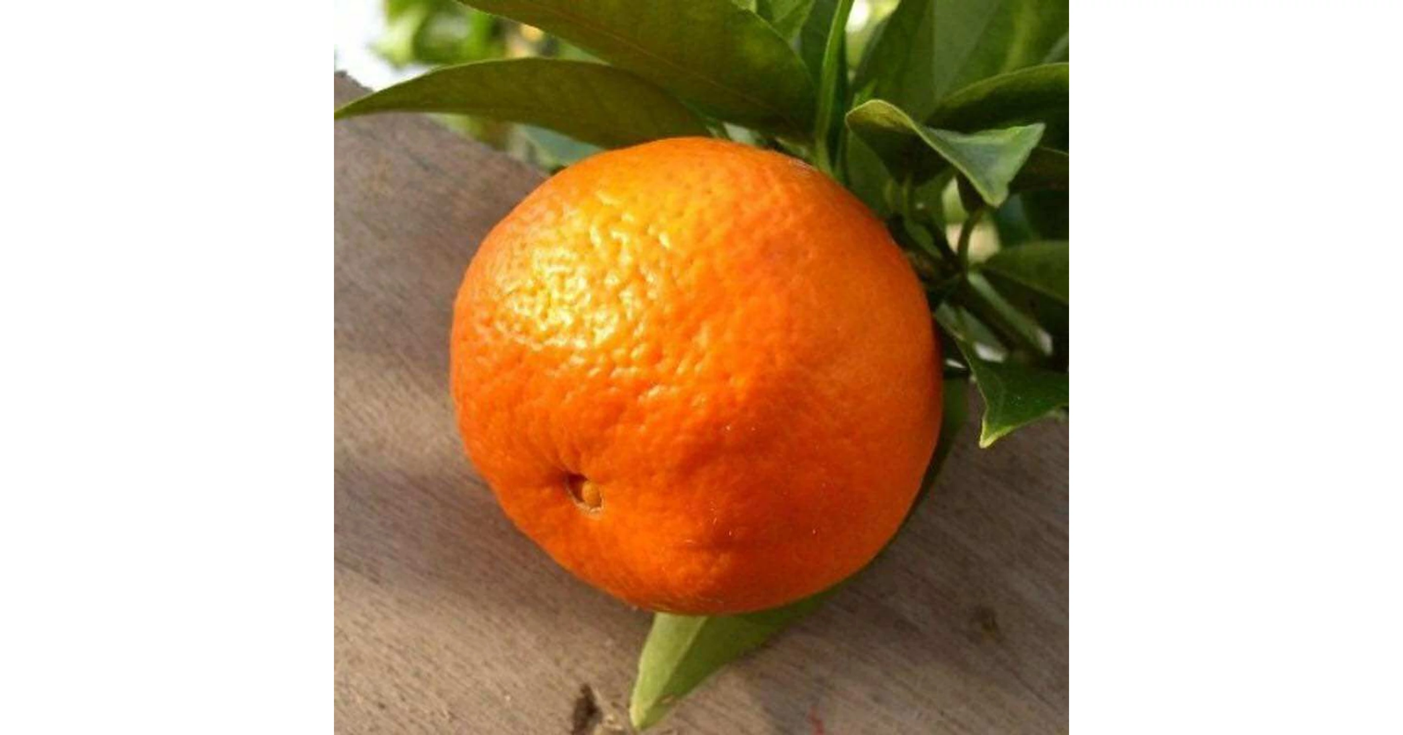 Tangelo Clemenvilla Tangerino, Mandarinfa | Citrus és Pálma Webshop