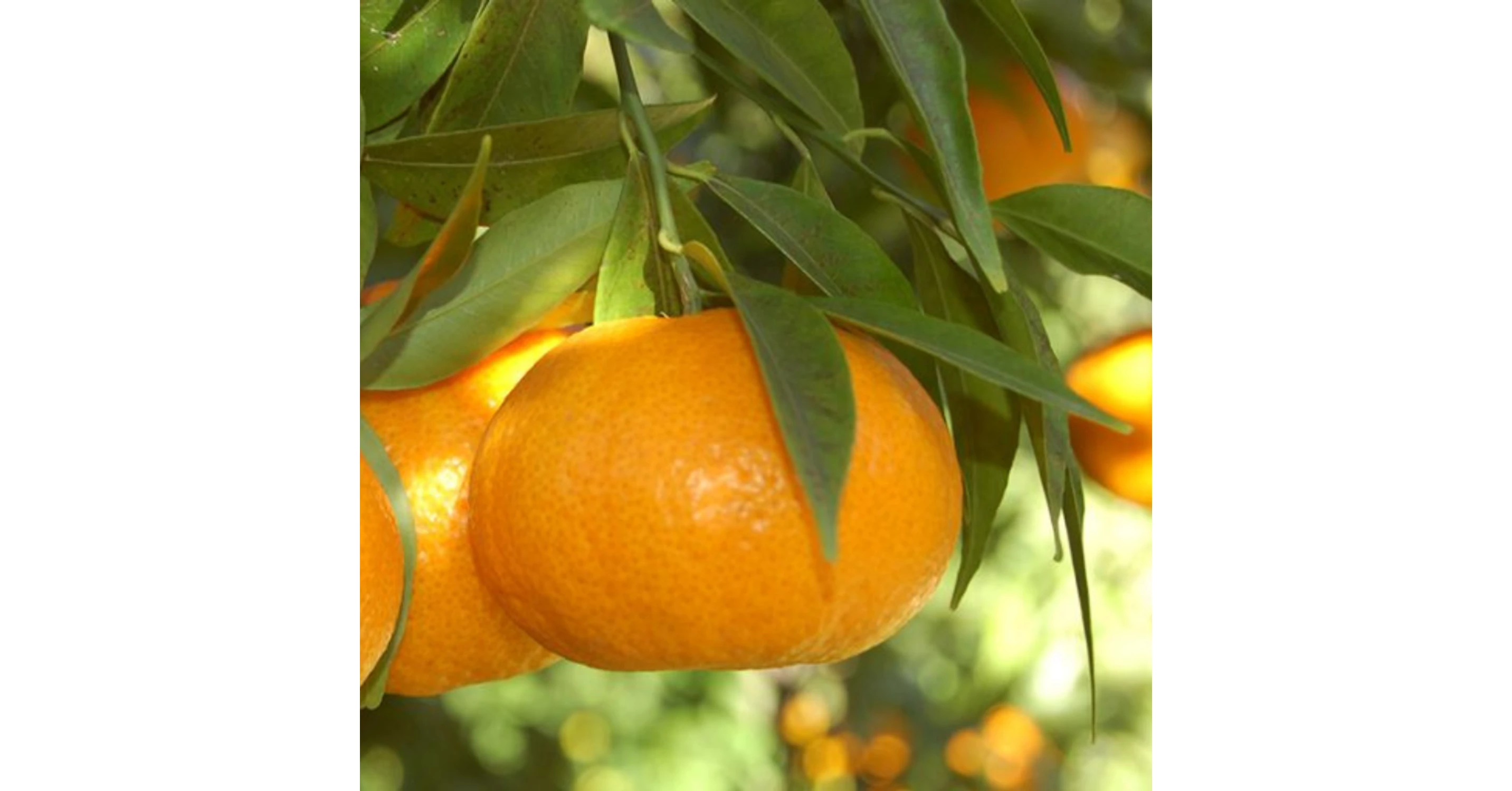 Tardivo , Mandarin fa eladó | Citrus és Pálma - Kertészet Webshop