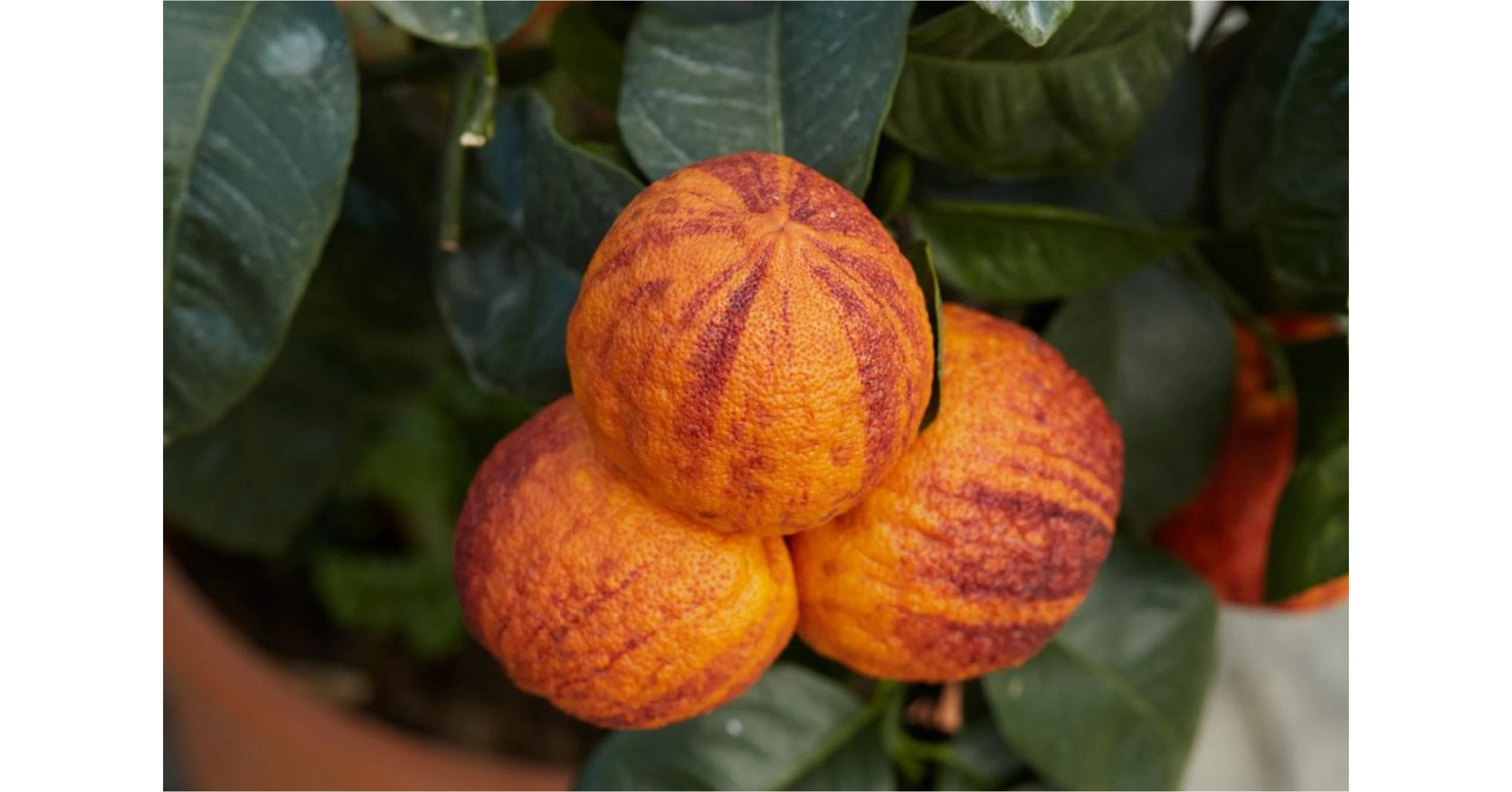 Arcobal, Pomaranč na predaj | Citrusy a palmy - Internetový obchod pre ...