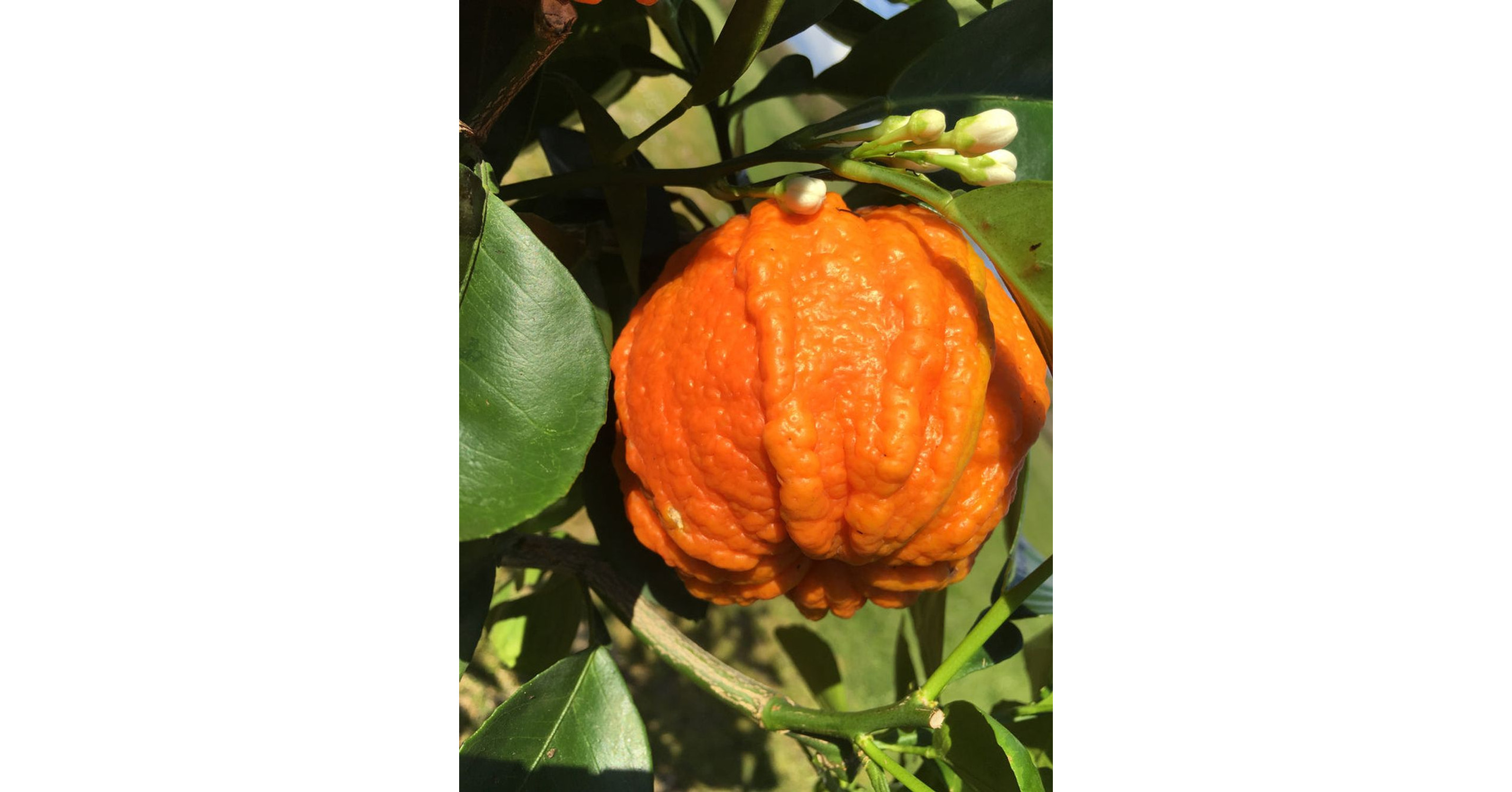 Caniculata, Narancsfa eladó | Citrus és Pálma - Kertészet Webshop