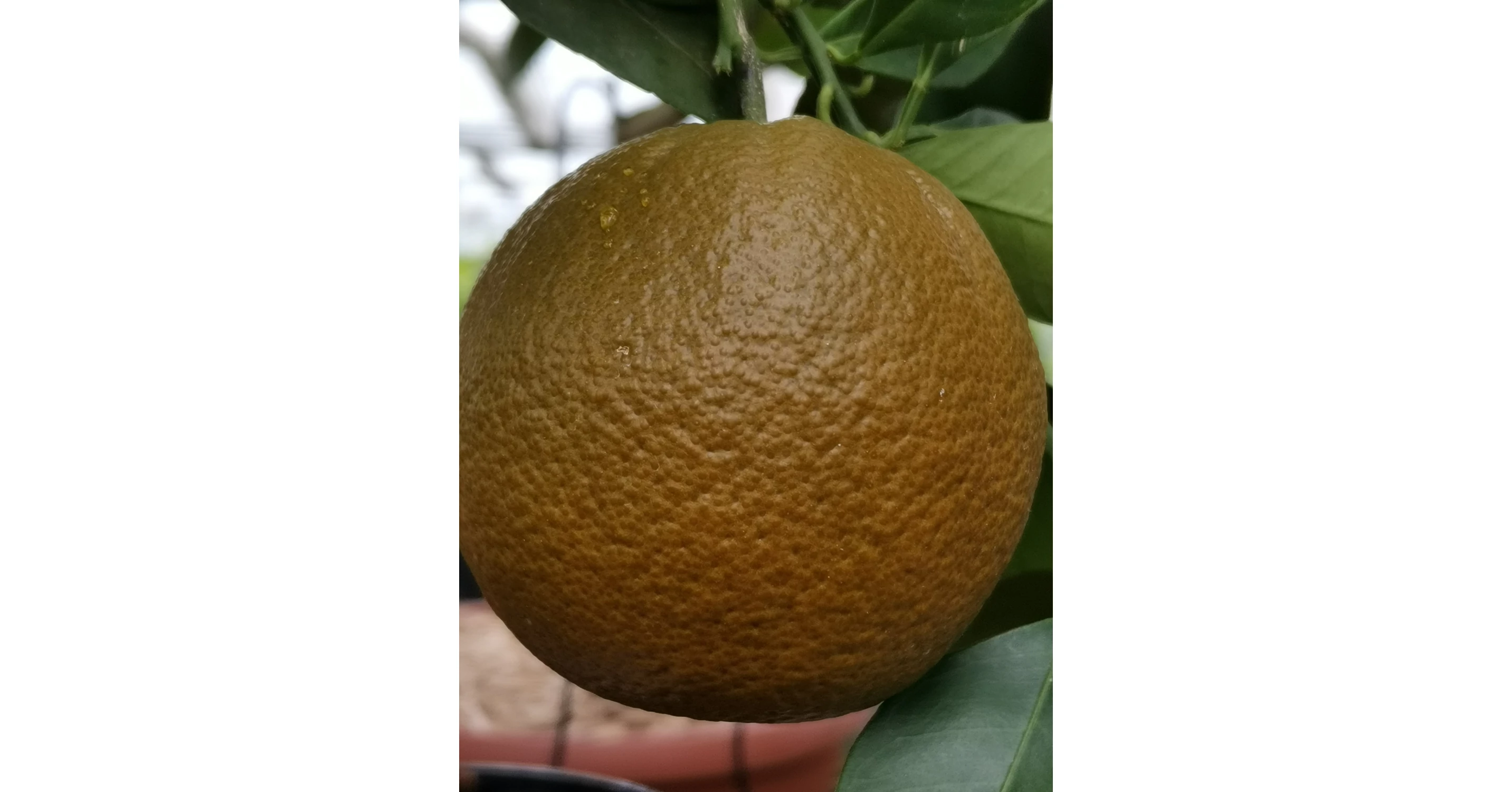 Schokoladenorange, Orangenbaum zu verkaufen | citrusespalma.hu