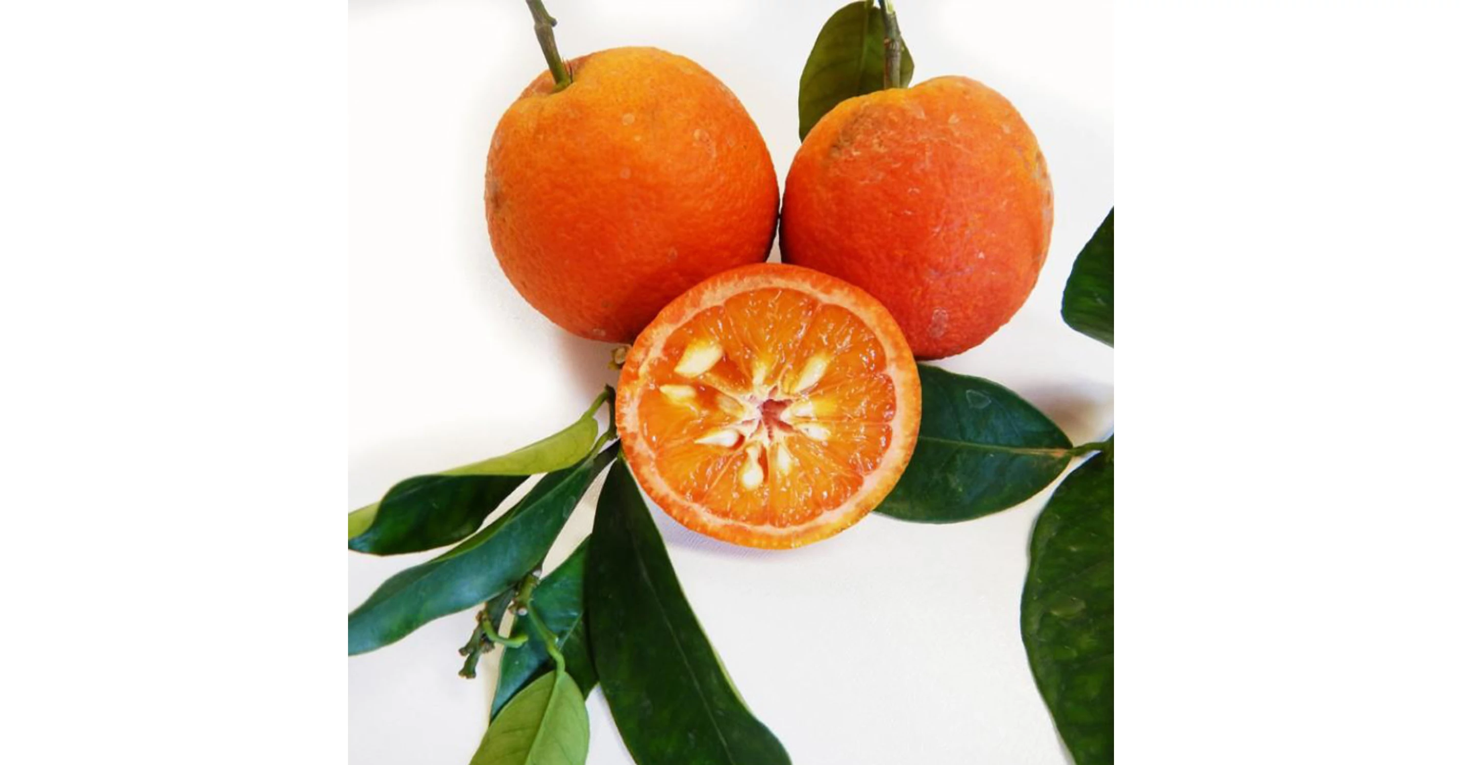 Édes vanília, Narancs fa eladó | Citrus és Pálma - Kertészet Webshop