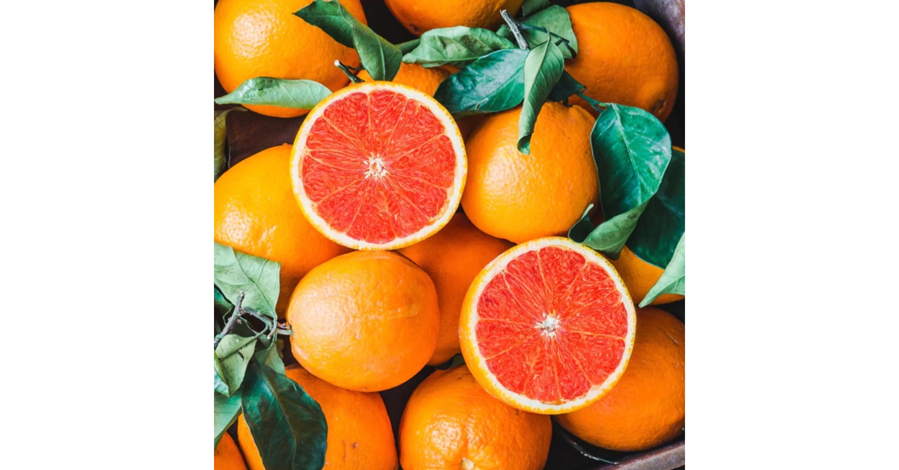 Caniculata, Narancsfa eladó | Citrus és Pálma - Kertészet Webshop