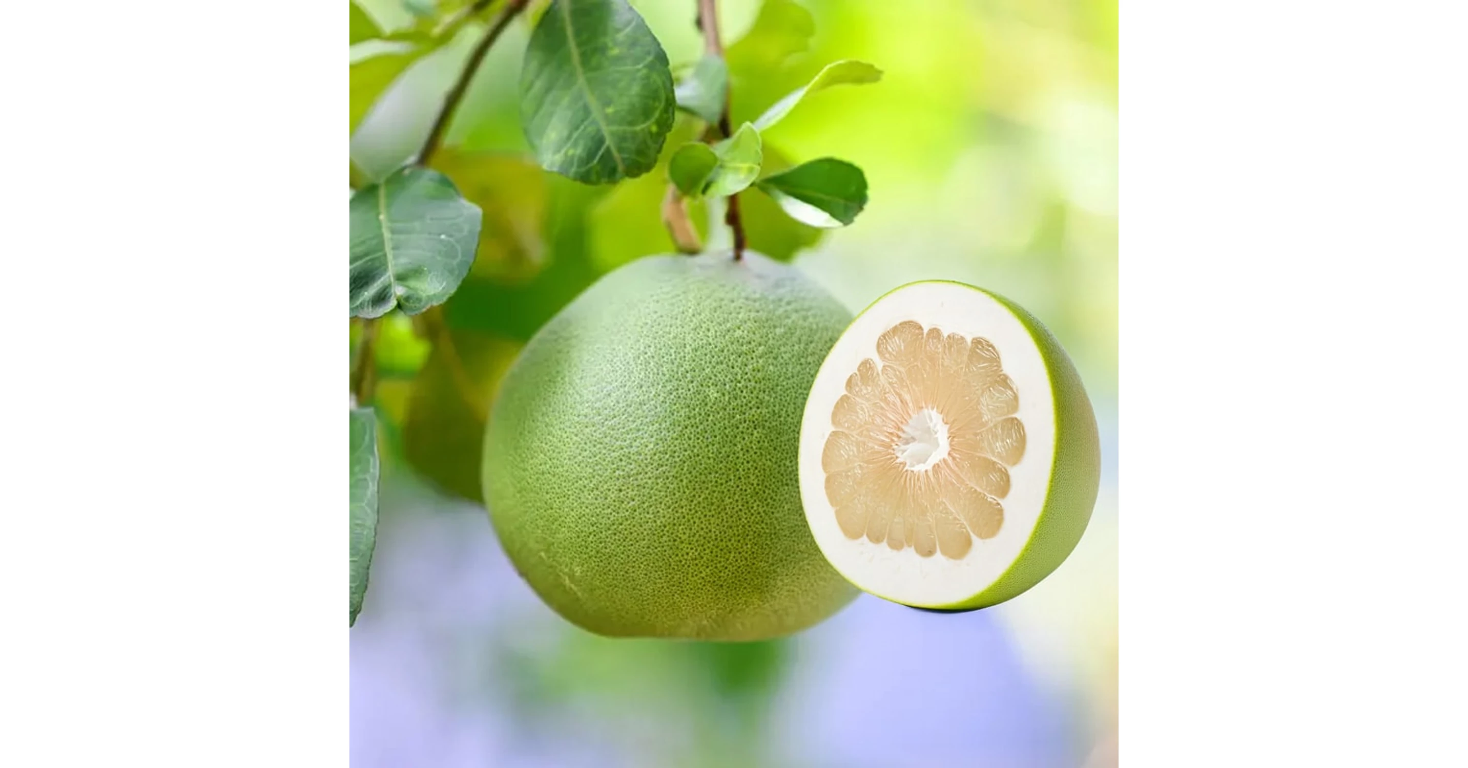 Pomelo copac - cumpăra | Citrice și palmieri - Magazin de grădinărit