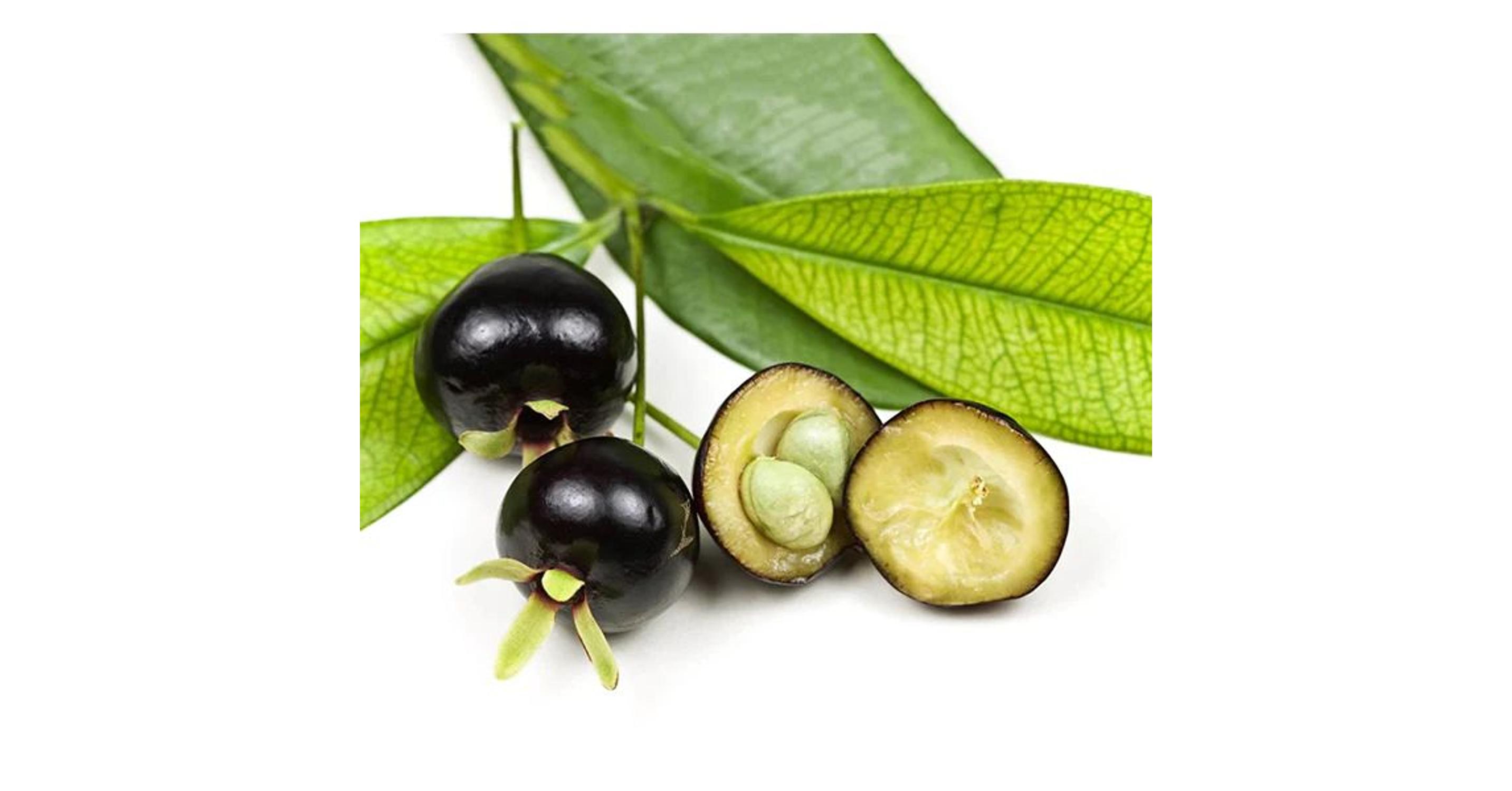 Brazil cseresznye fa eladó | Citrus és Pálma - Kertészet Webshop