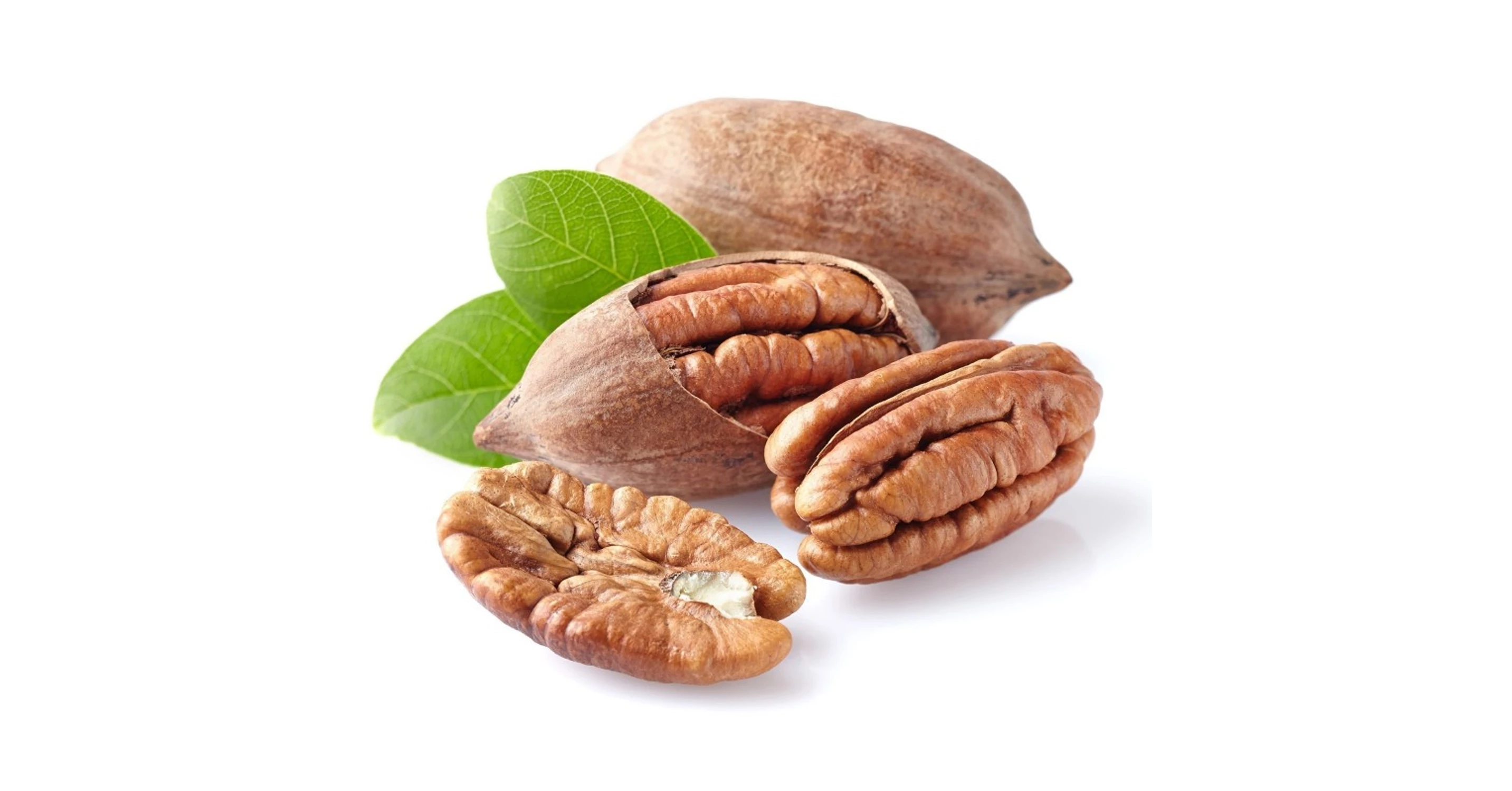 Arborele de pecan 'Carya illinoinensis' - Cheyenne - arbore 259,54 Lei