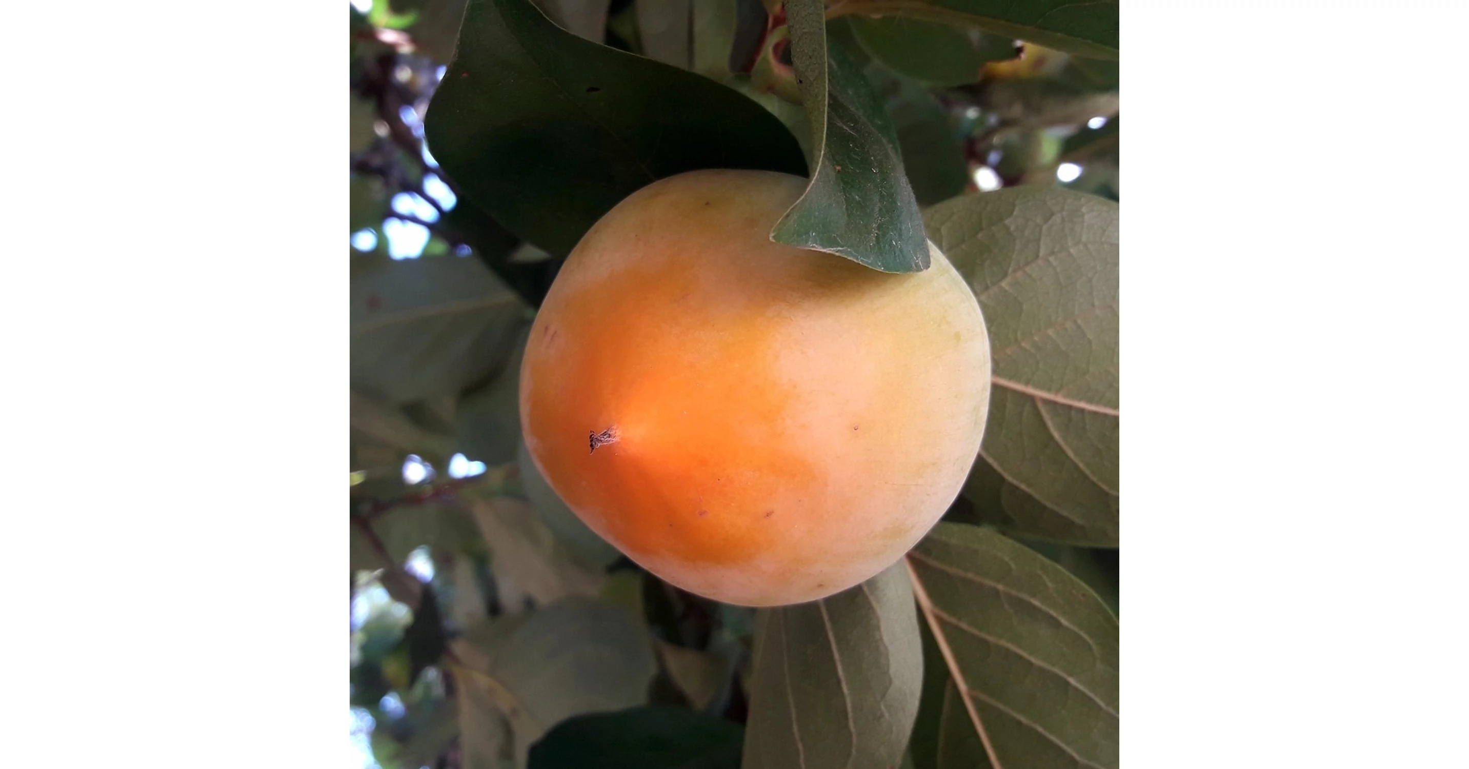 Datolyaszilva 'Ragno' eladó | 13.490 Ft