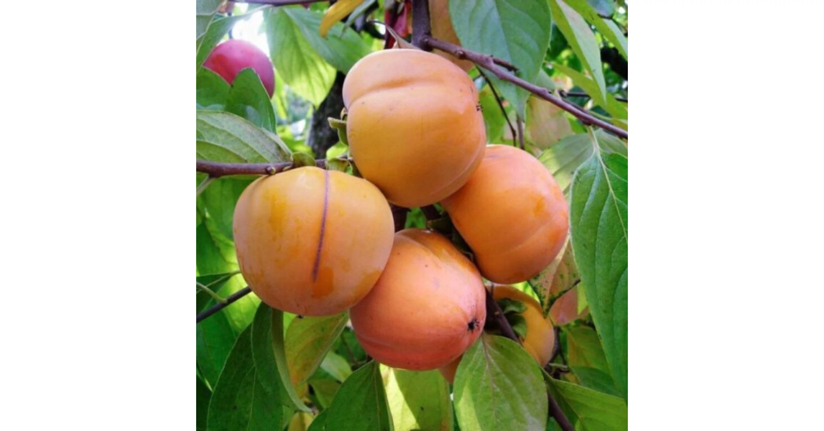 Datolyaszilva 'Mela' eladó 13.490 Ft