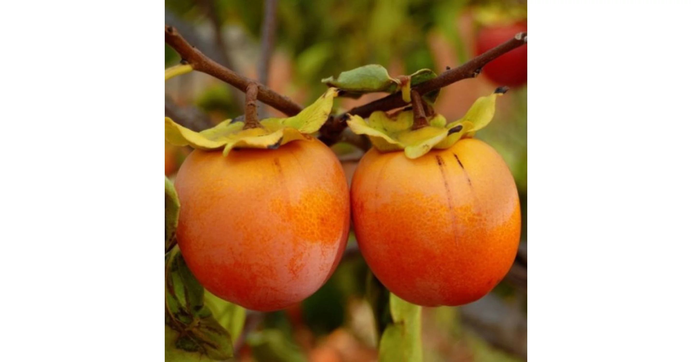 Datolyaszilva 'Tipo' vásárlás | Citrus és Pálma - Kertészet Webshop