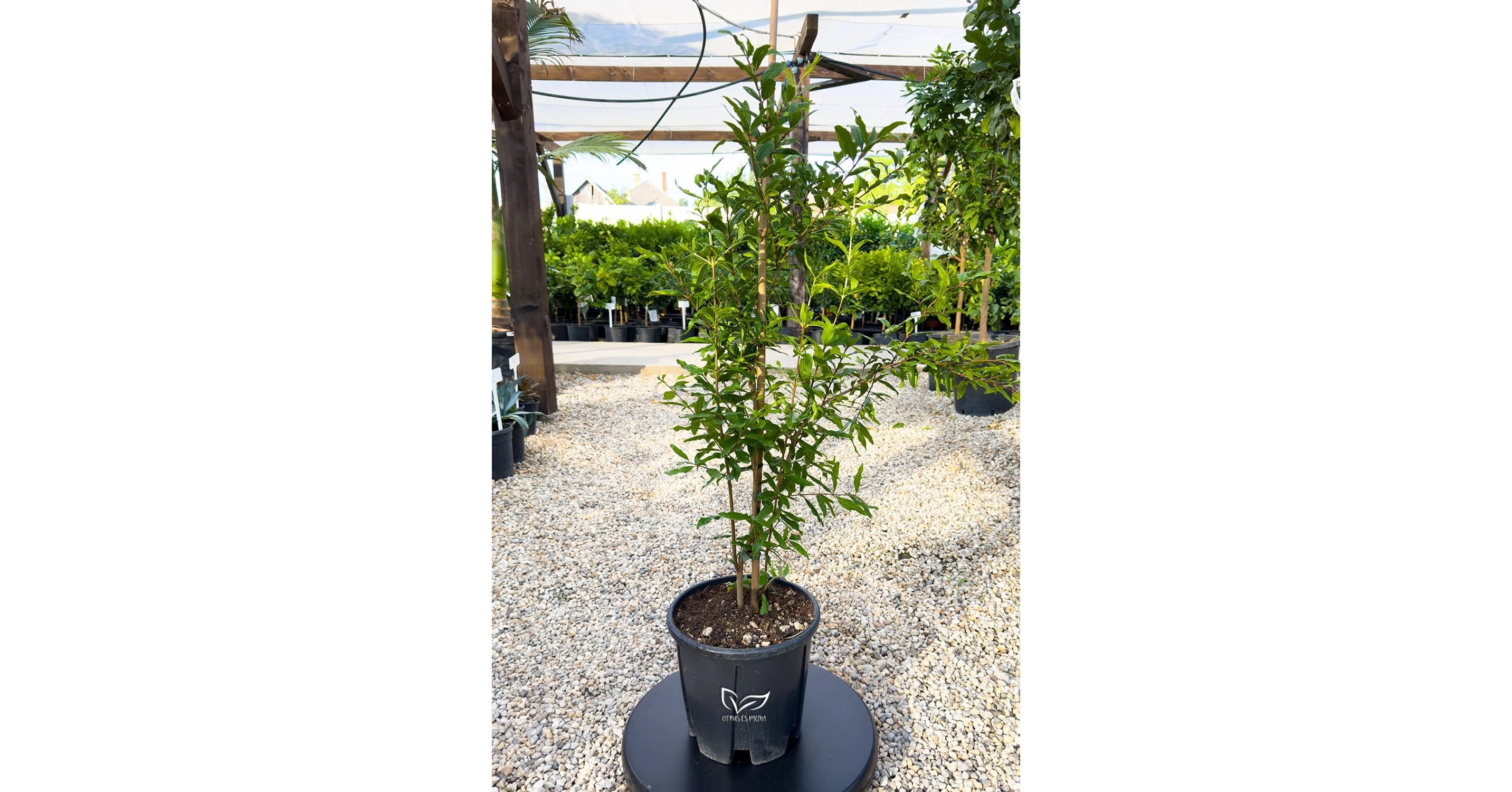 Pom fructifer de rodie De vânzare | Citrice și palmieri Webshop