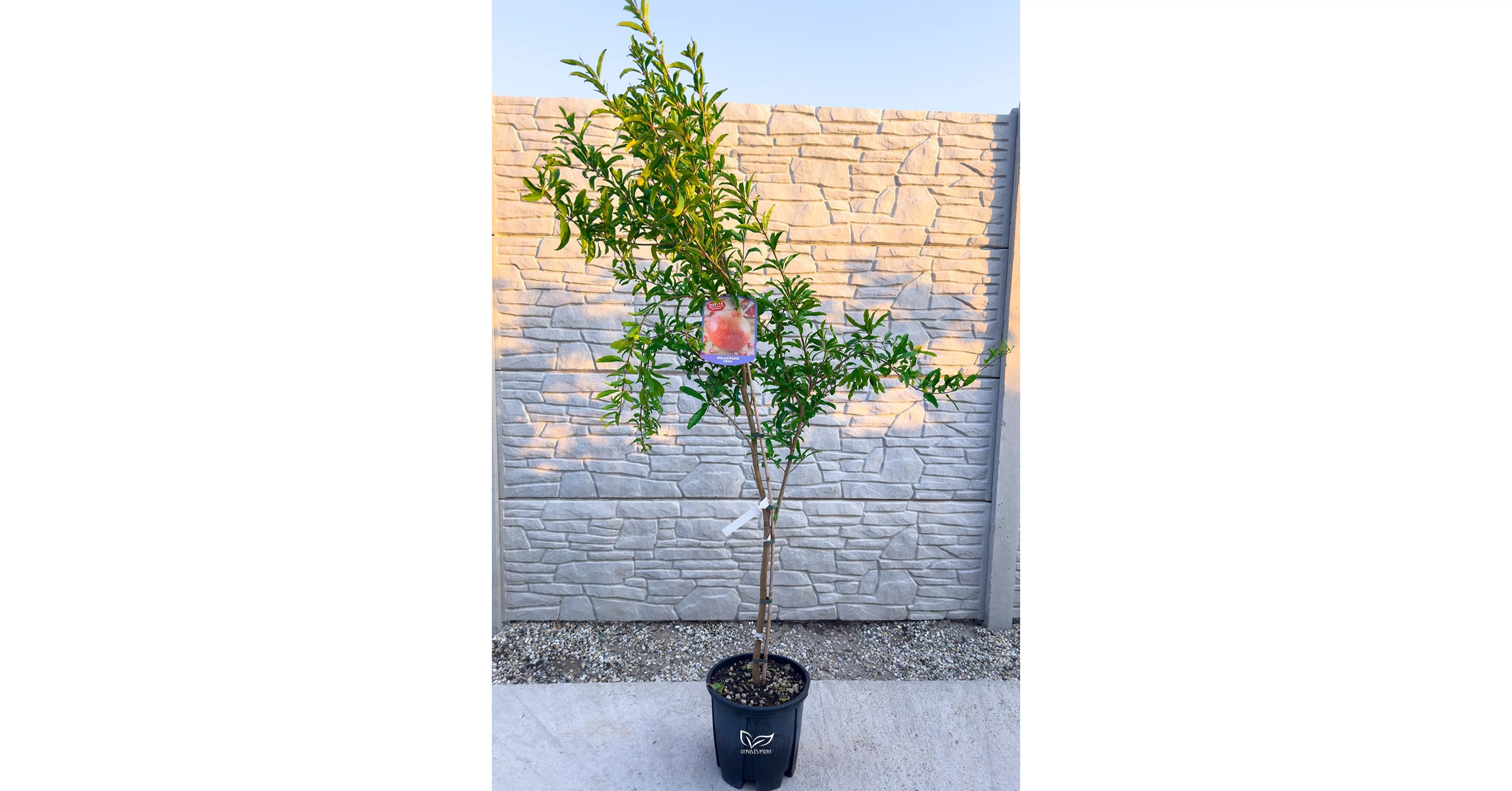 Pom de rodie 'Conte' de vânzare | citrusespalma.hu