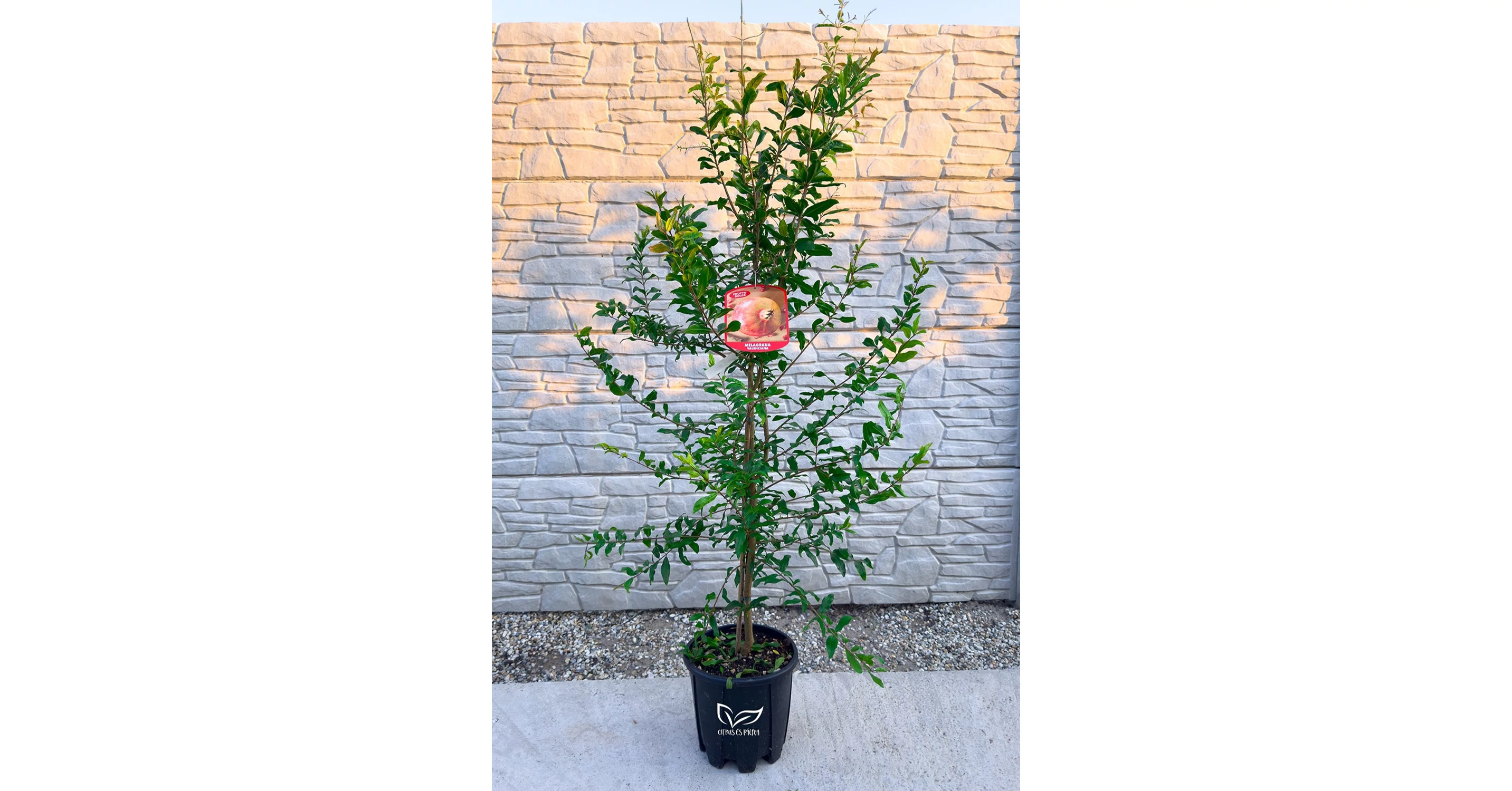 Pom de rodie Valencia de vânzare | citrusespalma.hu