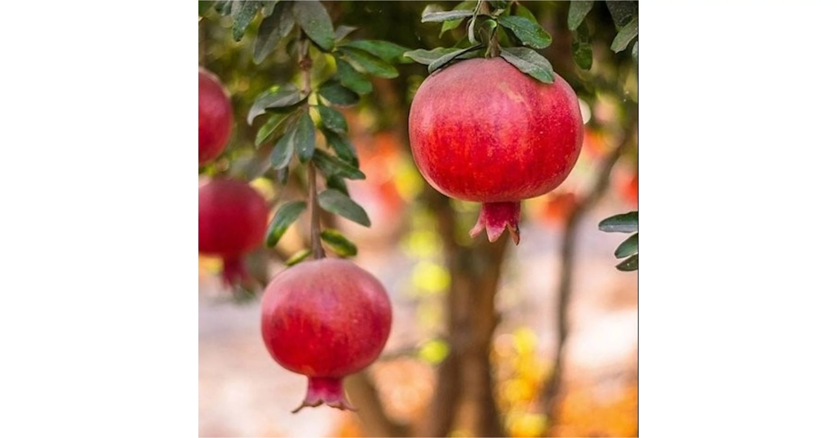 Pom de rodie 'Parfianca' de vânzare | citrusespalma.hu