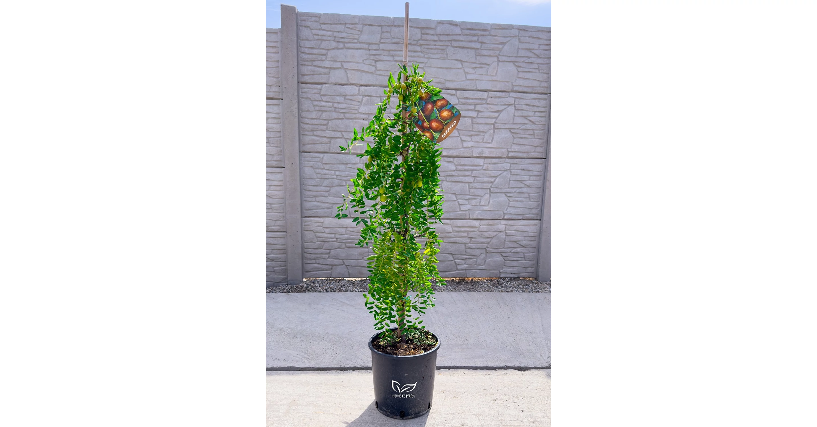 Jujuba - Kínai datolya eladó | Citrus és Pálma - Kertészet Webshop