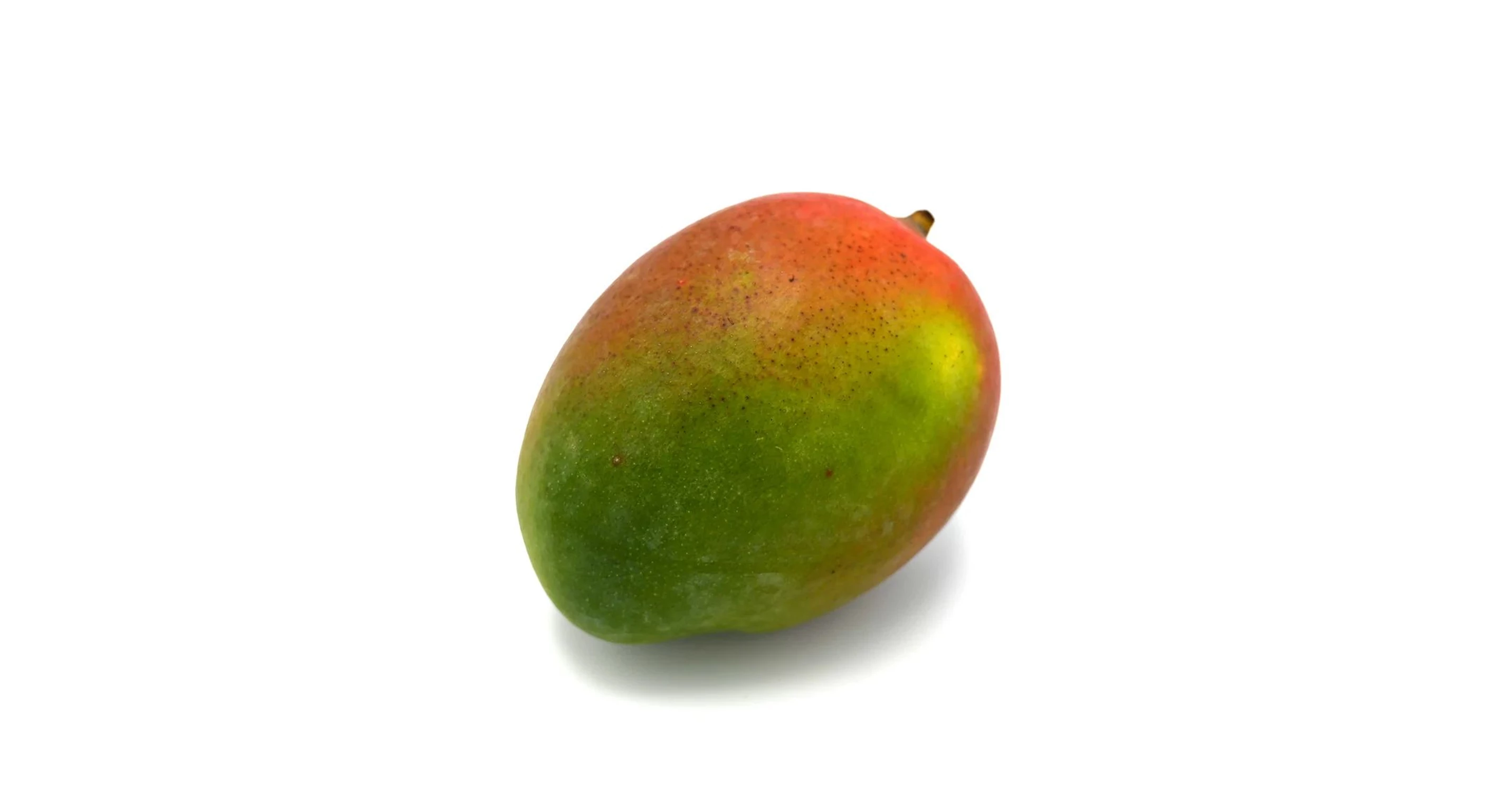 Mangó 'Kent' fa eladó | Citrus és Pálma - Kertészet Webshop