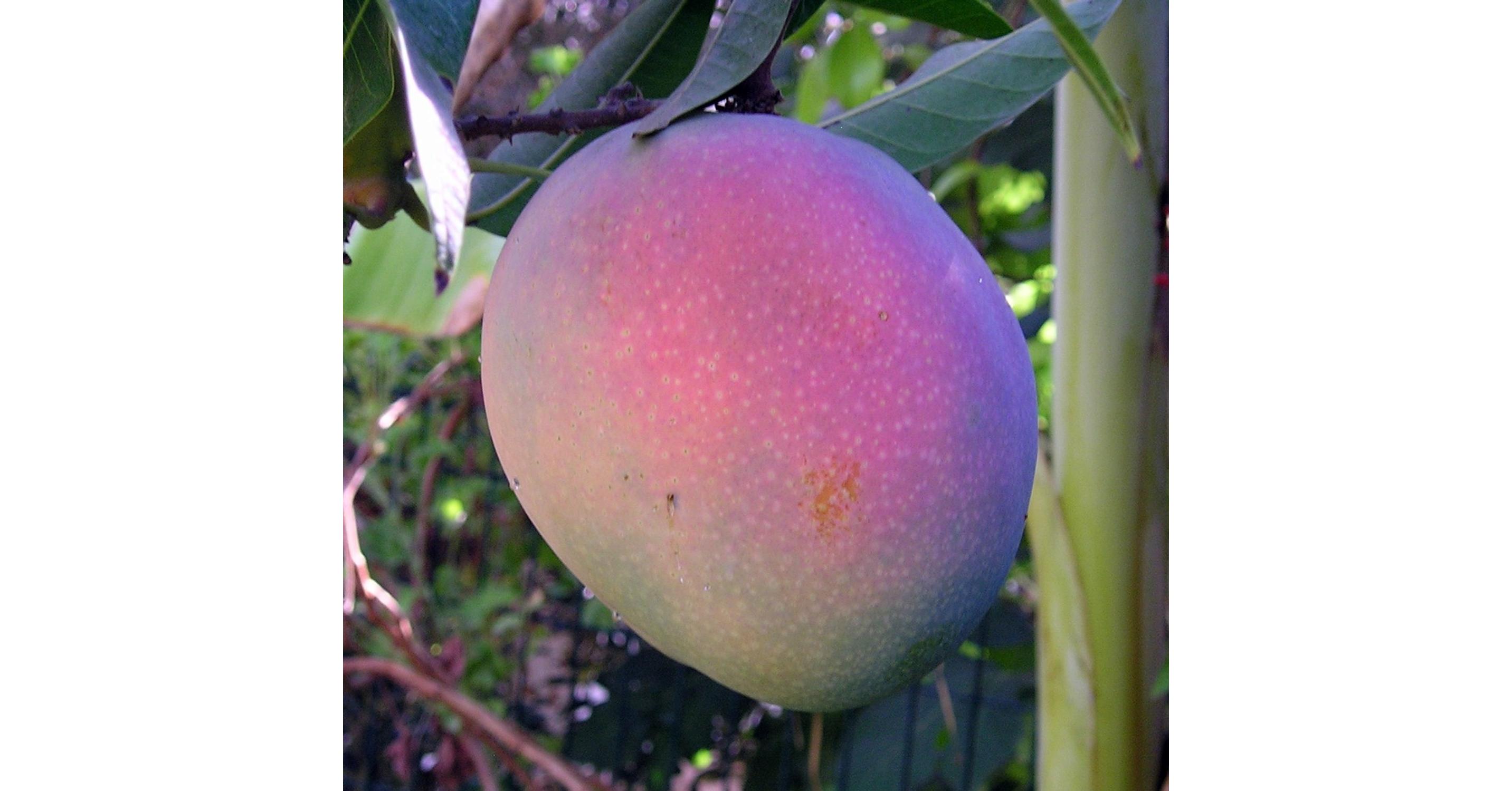 Mangó 'Maya' fa eladó | Citrus és Pálma - Kertészet Webshop