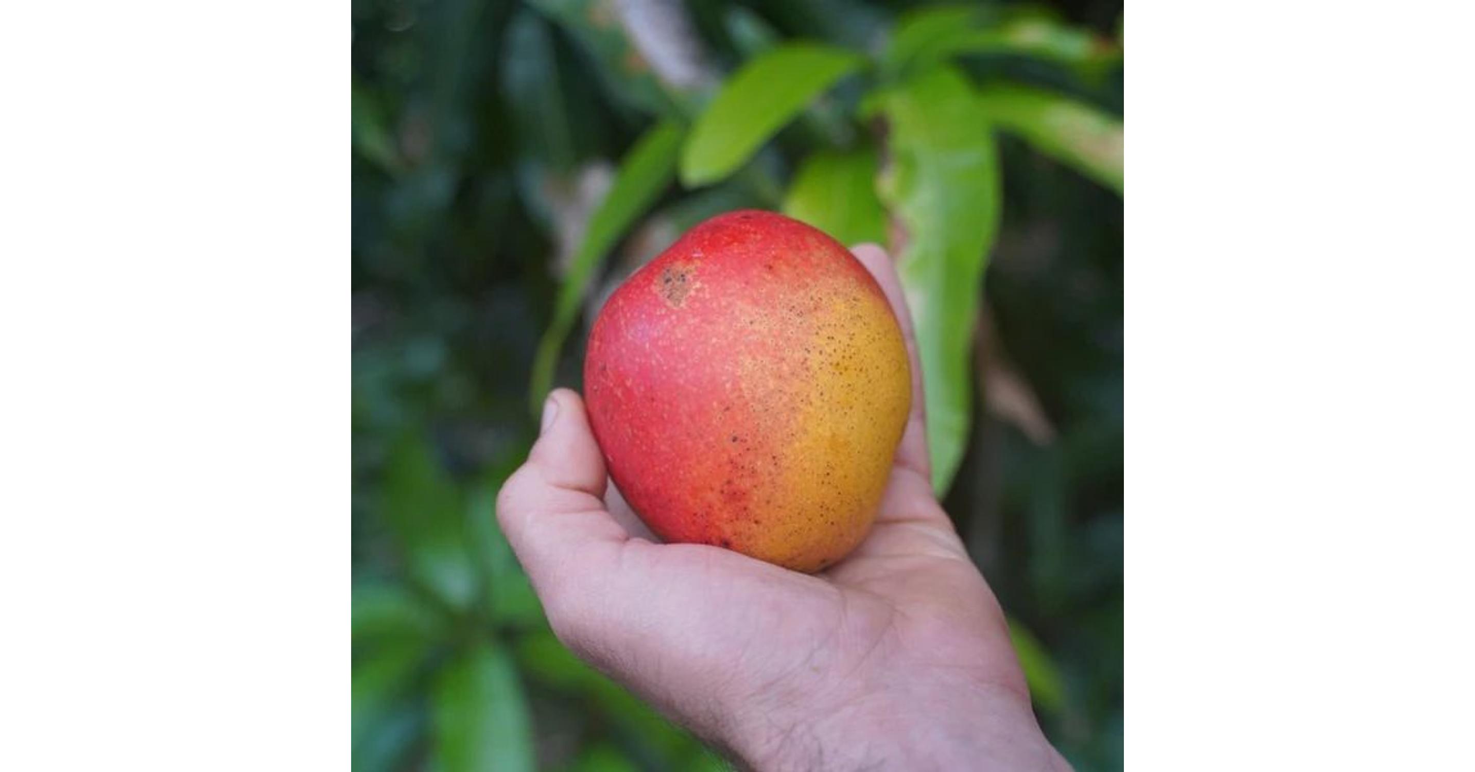 Mangó 'Tommy Atkins' fa eladó | Citrus és Pálma - Kertészet Webshop