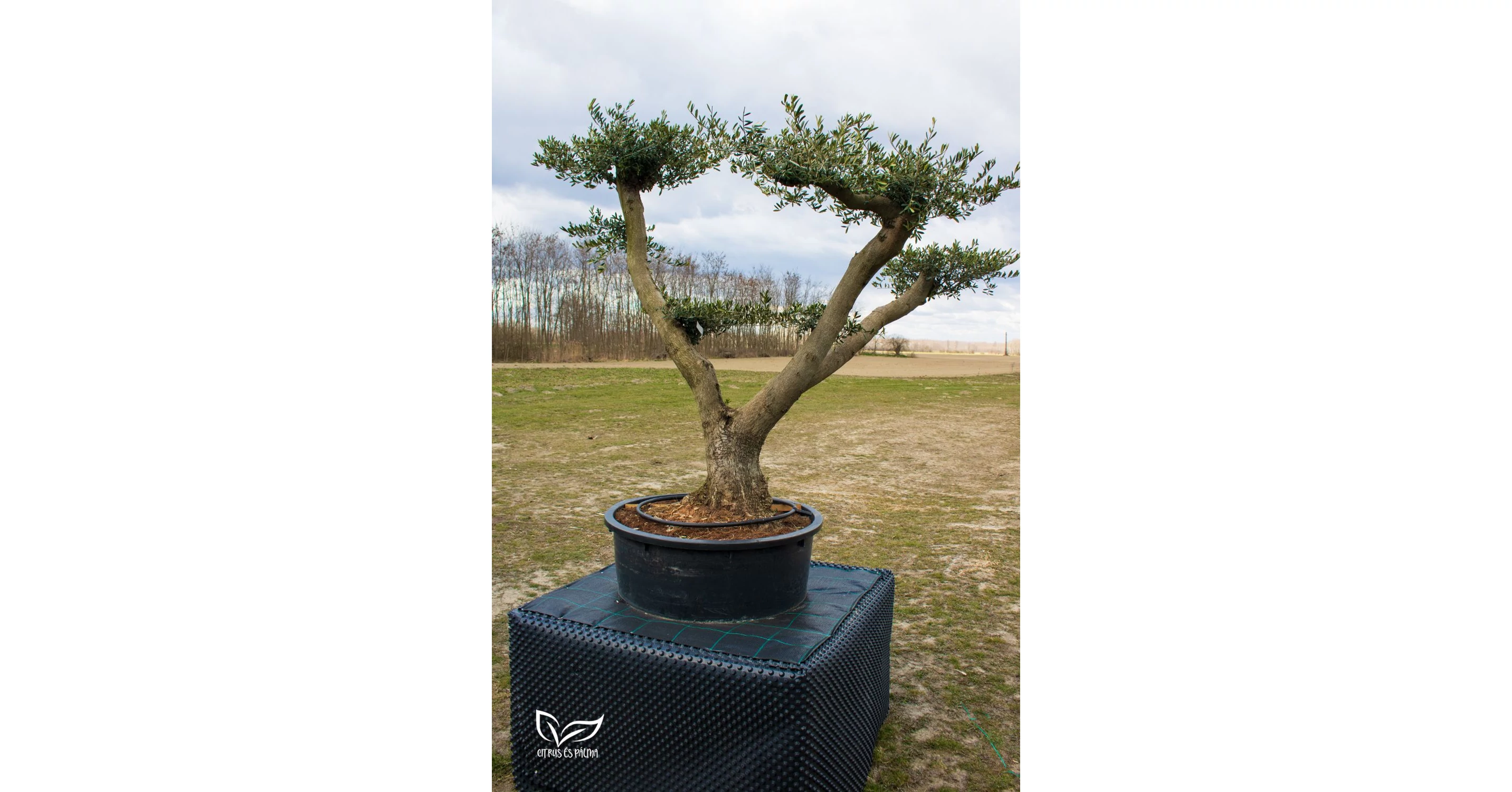 Pom-Pom Bonsai Pom-Pom Olive Tree | Citrice și Palmier - Magazin Web de ...