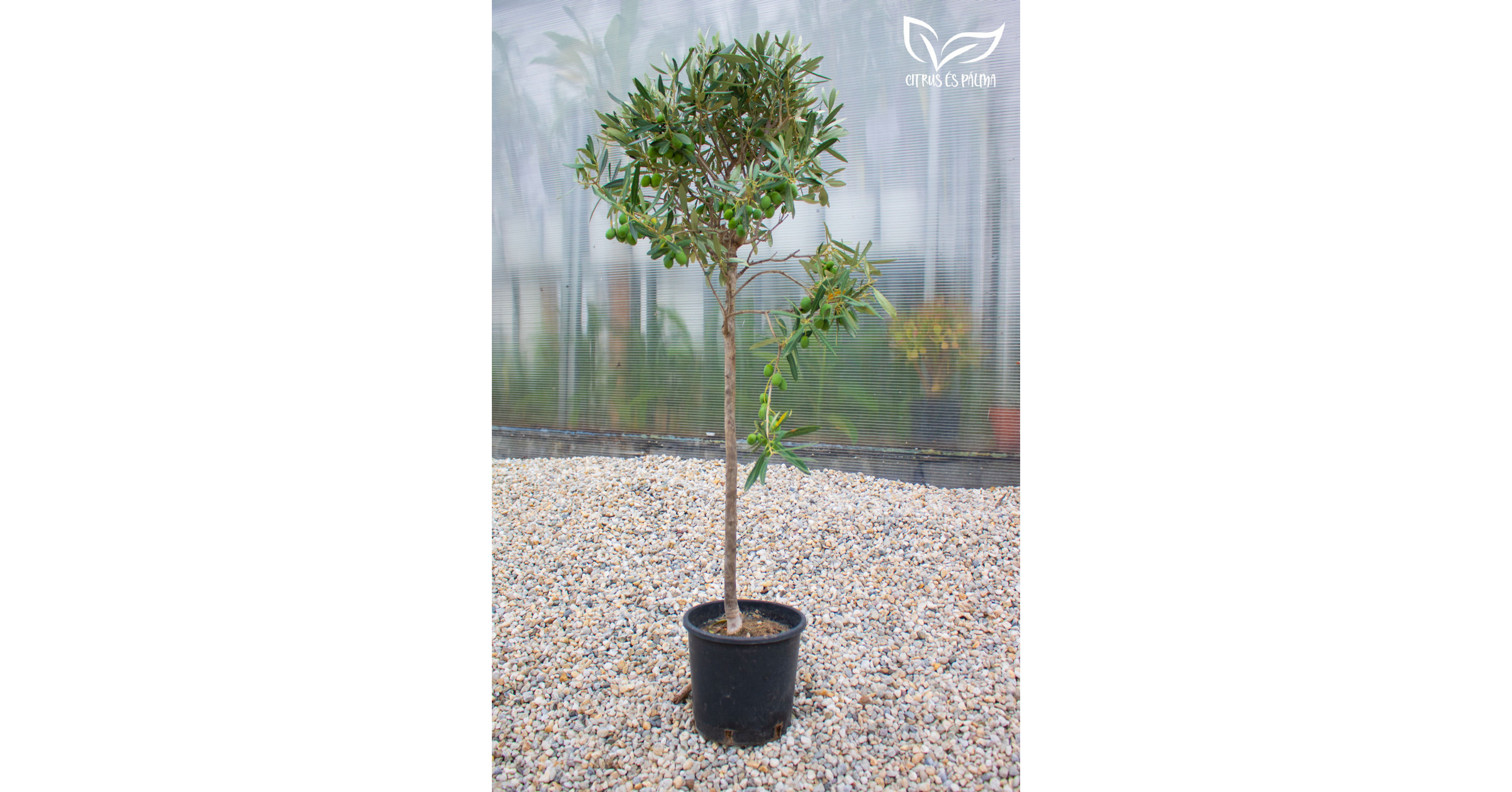 Olajfa bonsai, Olea europaea eladó | Citrus és Pálma - Kertészet Webshop