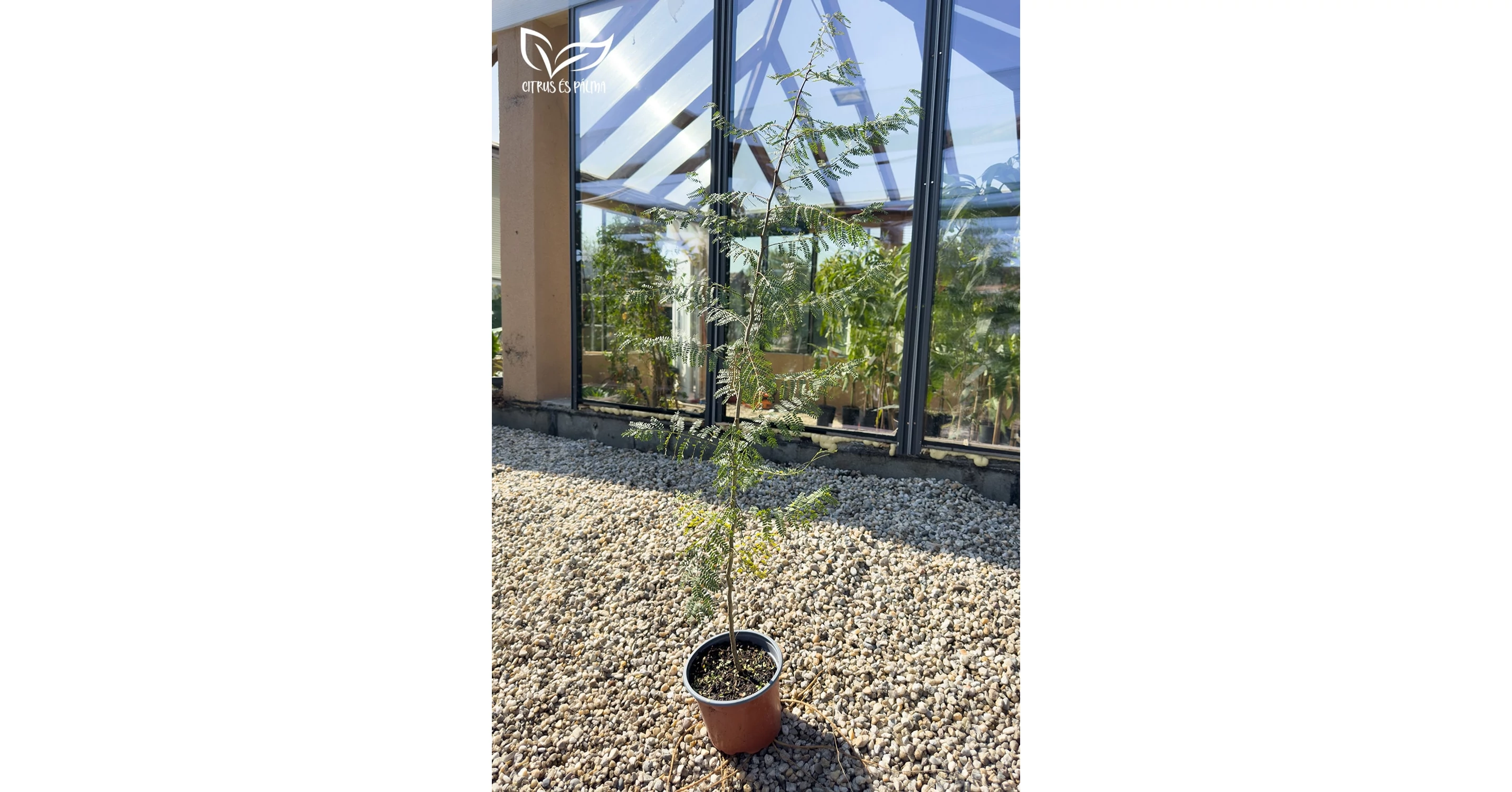 Copac argentinian pentru fluturi de vânzare | Citrice și palmieri ...