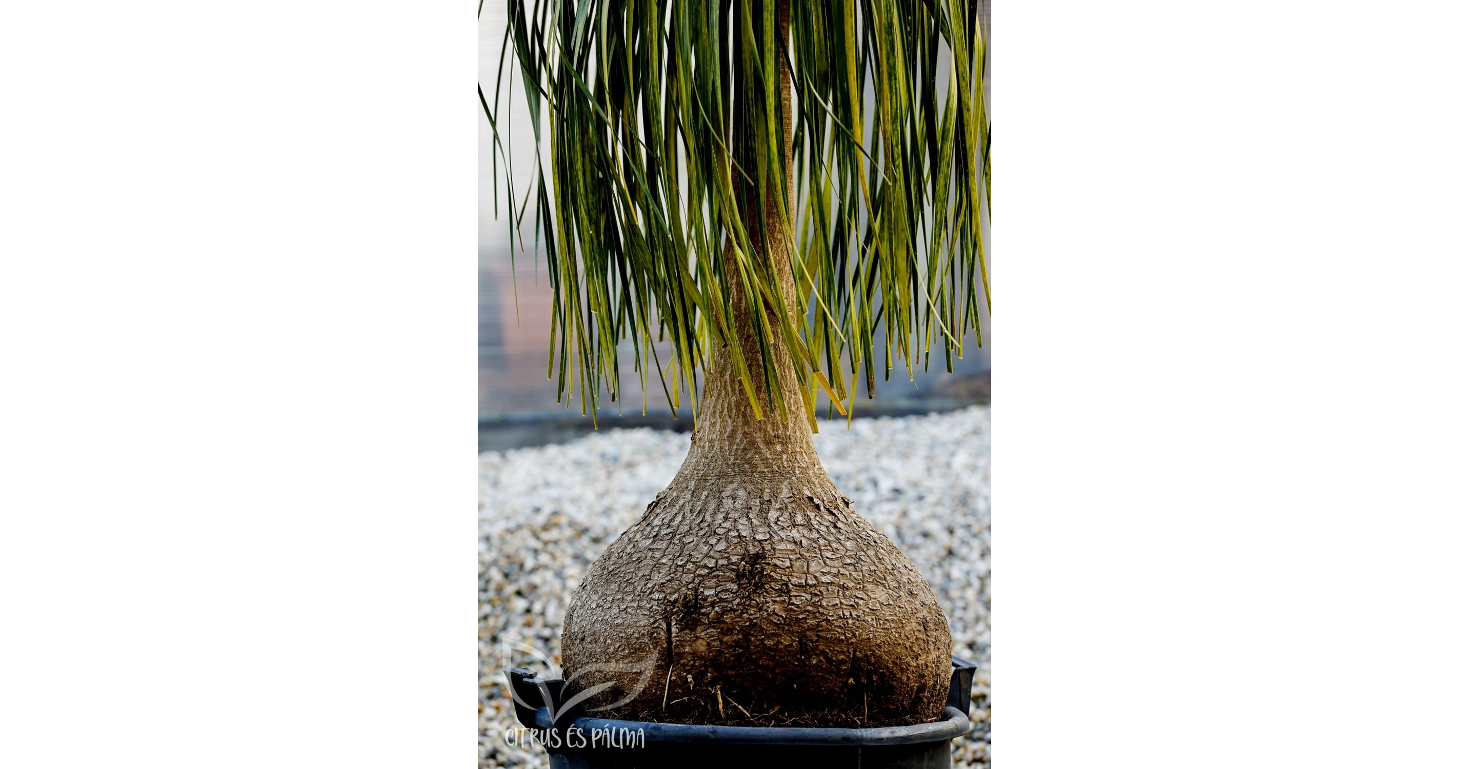 Slonia noha - Nolina recurvata | Citrusy a palmy - Internetový obchod ...