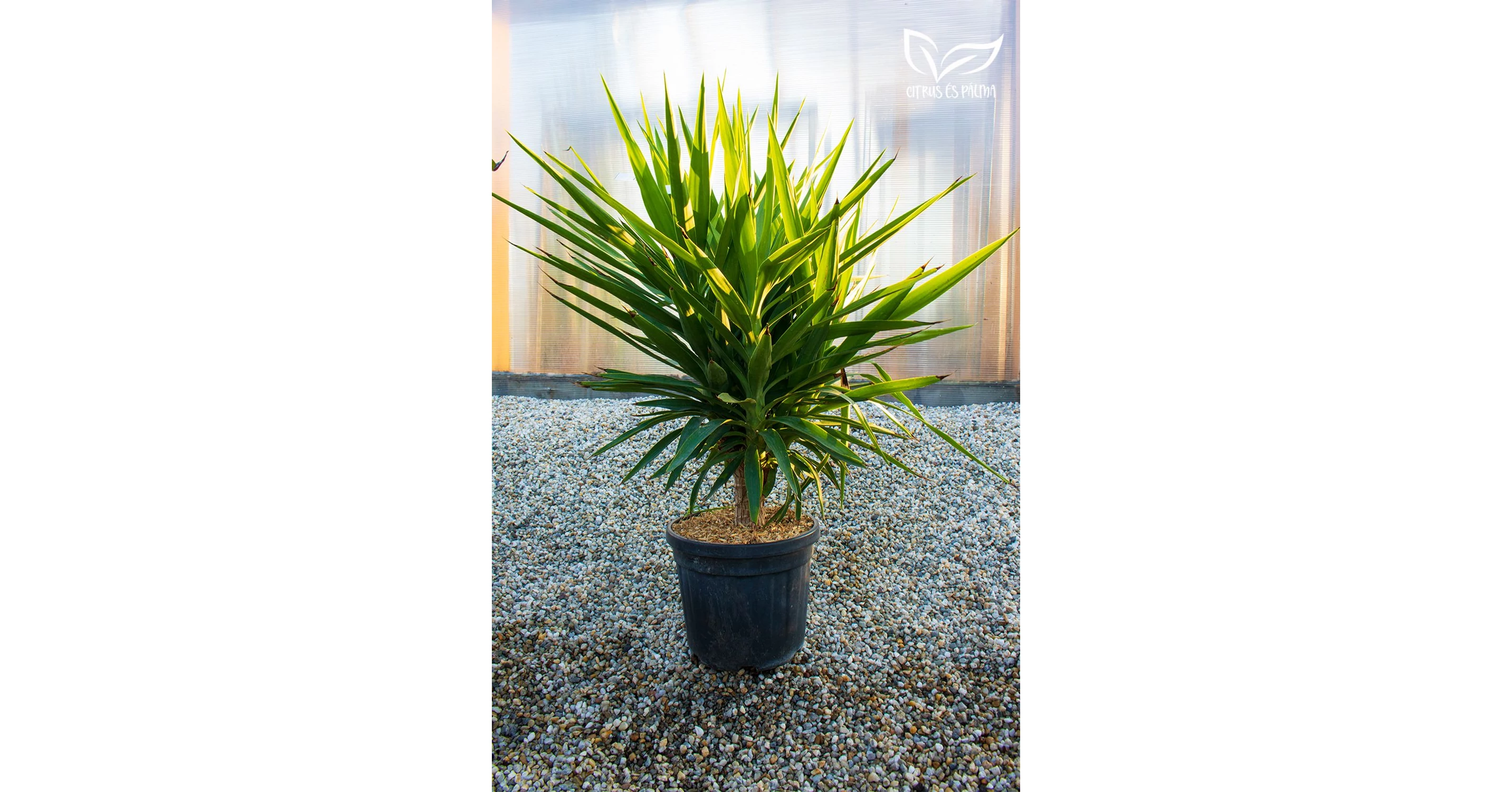 Crin de palmier - Yucca elephantipes de vânzare | Citrus & Palm ...