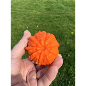 Citrus vásárlás | Citrus és Pálma - Kertészet Webshop