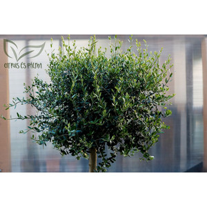 Olajfa nevelése Magyarországon | Citrus és Pálma - Kertészet