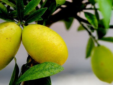 Citrus és Pálma Kft. | Kertészet és Kertészeti Webáruház