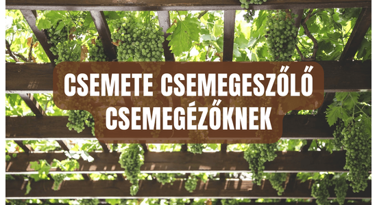 Csemegeszőlő ültetés a kertbe - Citrus és pálma