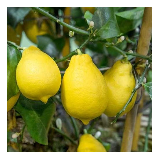 Carrubaro, Citromfa | Citrus és Pálma - Kertészet Webshop