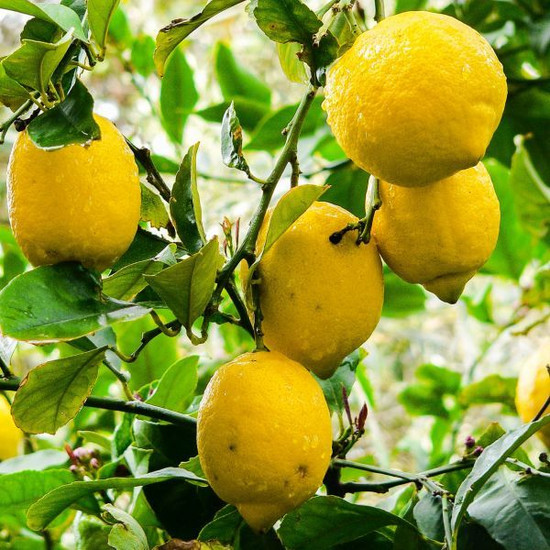 Santa Teresa Citromfa eladó | Citrus és Pálma Webshop