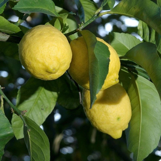 Sorrento, Citromfa | Citrus és Pálma - Kertészet Webshop
