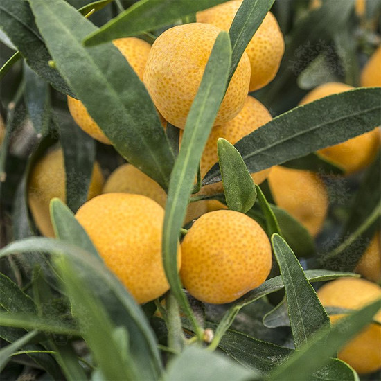 Emorange, Mandarin fa eladó | Citrus és Pálma - Kertészet Webshop