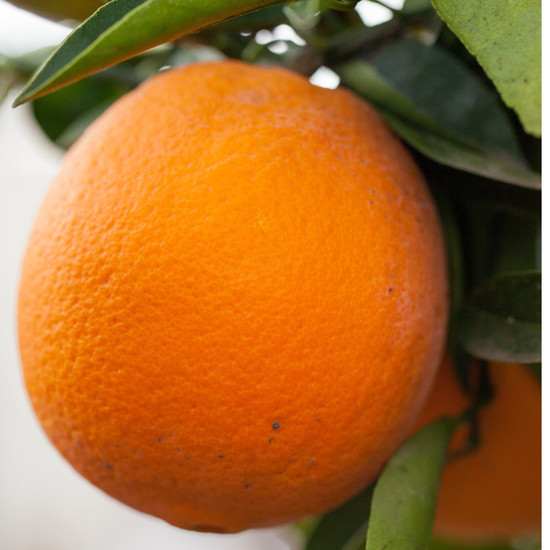 Caniculata, Narancsfa eladó | Citrus és Pálma - Kertészet Webshop