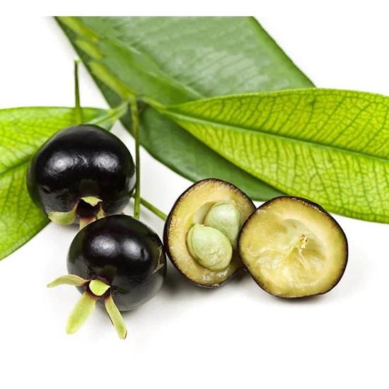 Brazil cseresznye fa eladó | Citrus és Pálma - Kertészet Webshop