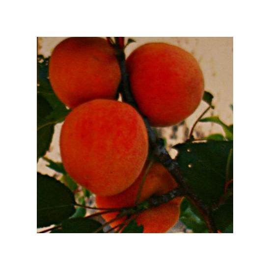 Korai piros kajszibarackfa | Citrus és Pálma - Kertészet Webshop