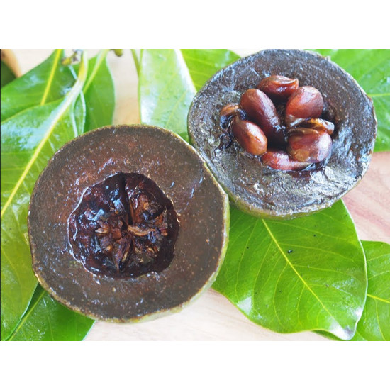 Fekete Datolyaszilva eladó | Citrus és Pálma - Kertészet