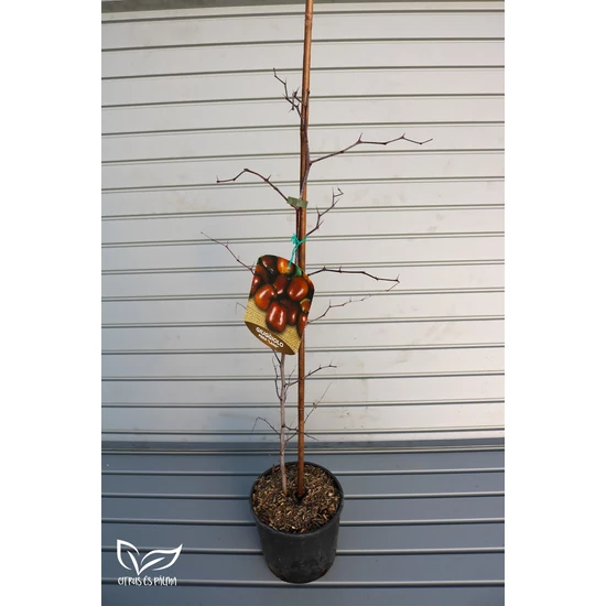 Jujuba - Kínai datolya | Citrus és Pálma - Kertészet Webshop