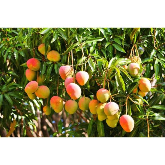 Mangó 'Kent' fa eladó | Citrus és Pálma - Kertészet Webshop